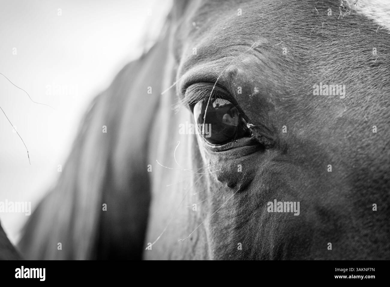 horse eye close up Stock Photo - Alamy