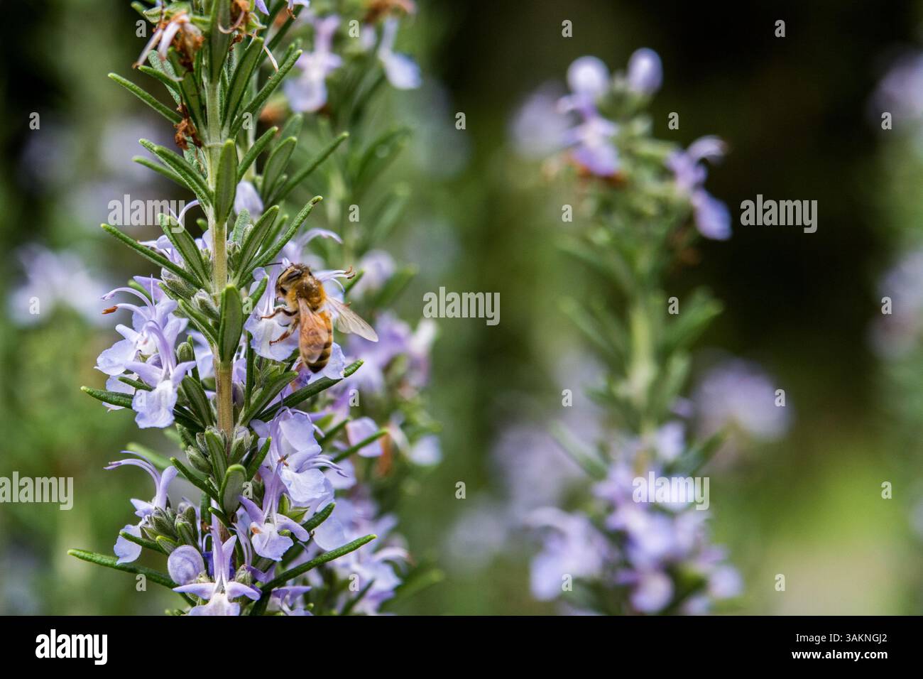 Honeybee pollinating rosemary flowers hi-res stock photography and ...