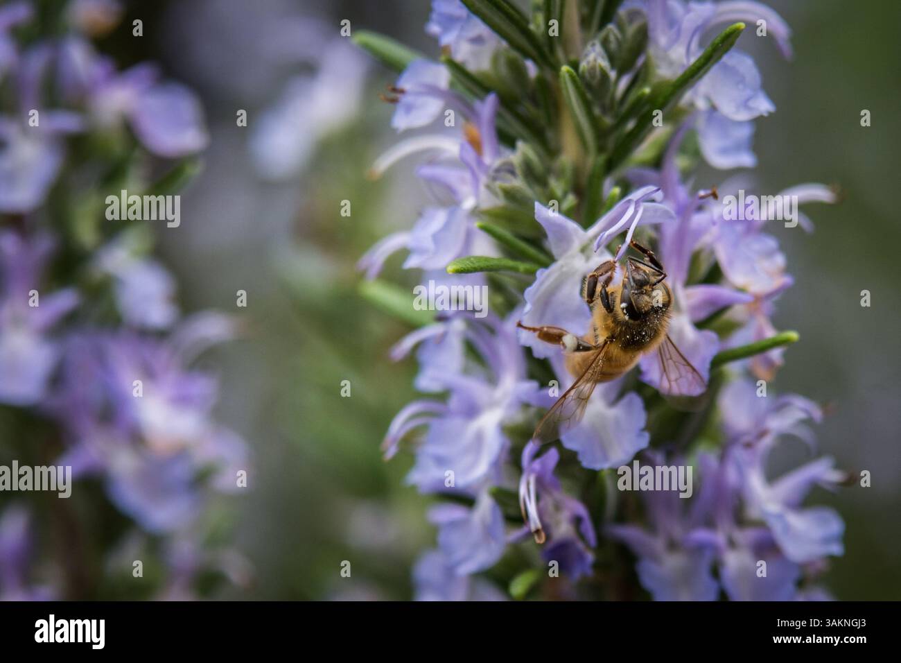 Honeybee pollinating rosemary flowers hi-res stock photography and ...