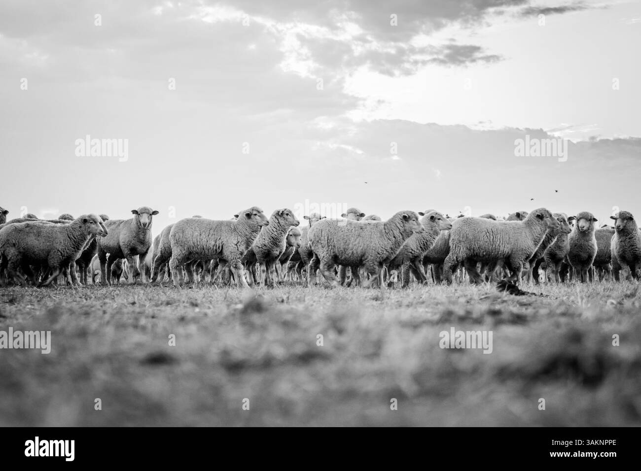 Shepherd flock in landscape Black and White Stock Photos & Images - Alamy