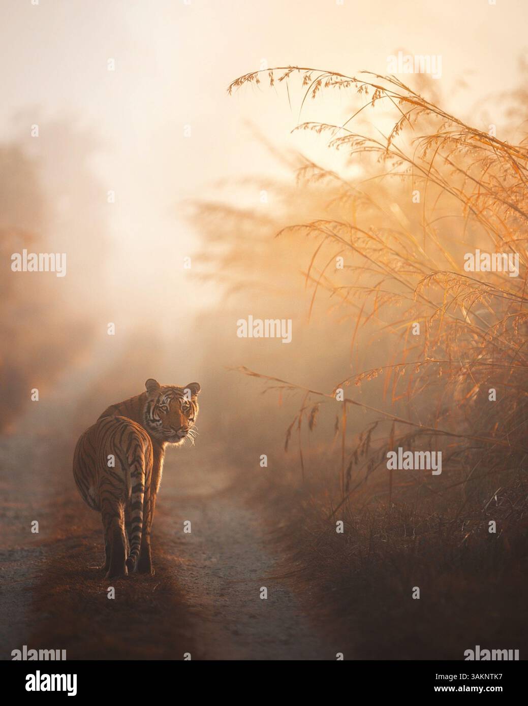 Arctic tiger hi-res stock photography and images - Alamy