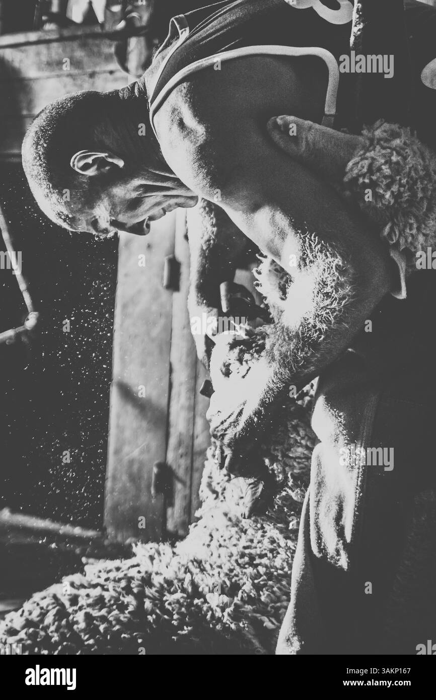 Sheep farmer farmer Black and White Stock Photos & Images - Alamy