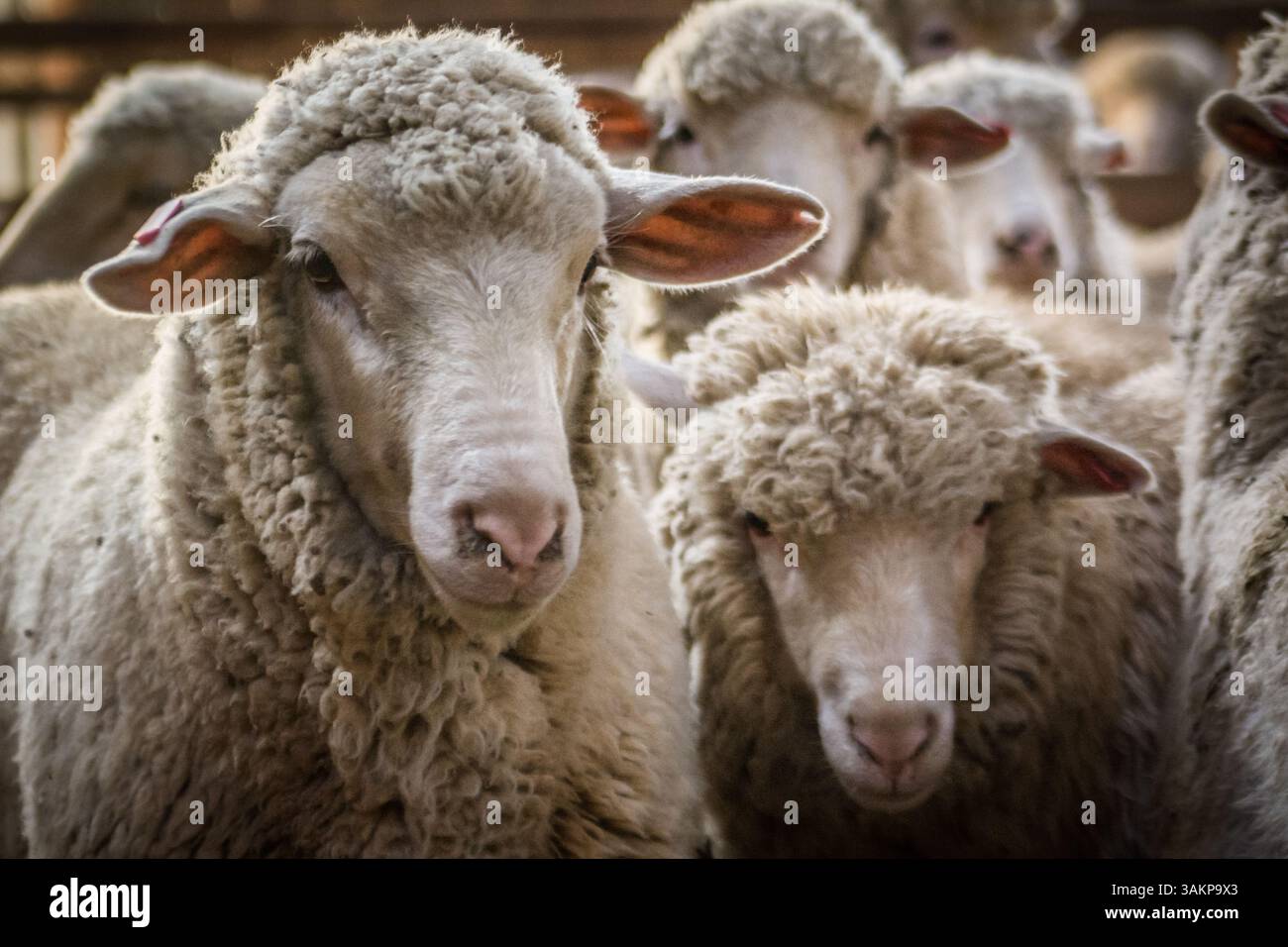 sheep in a barn Stock Photo - Alamy