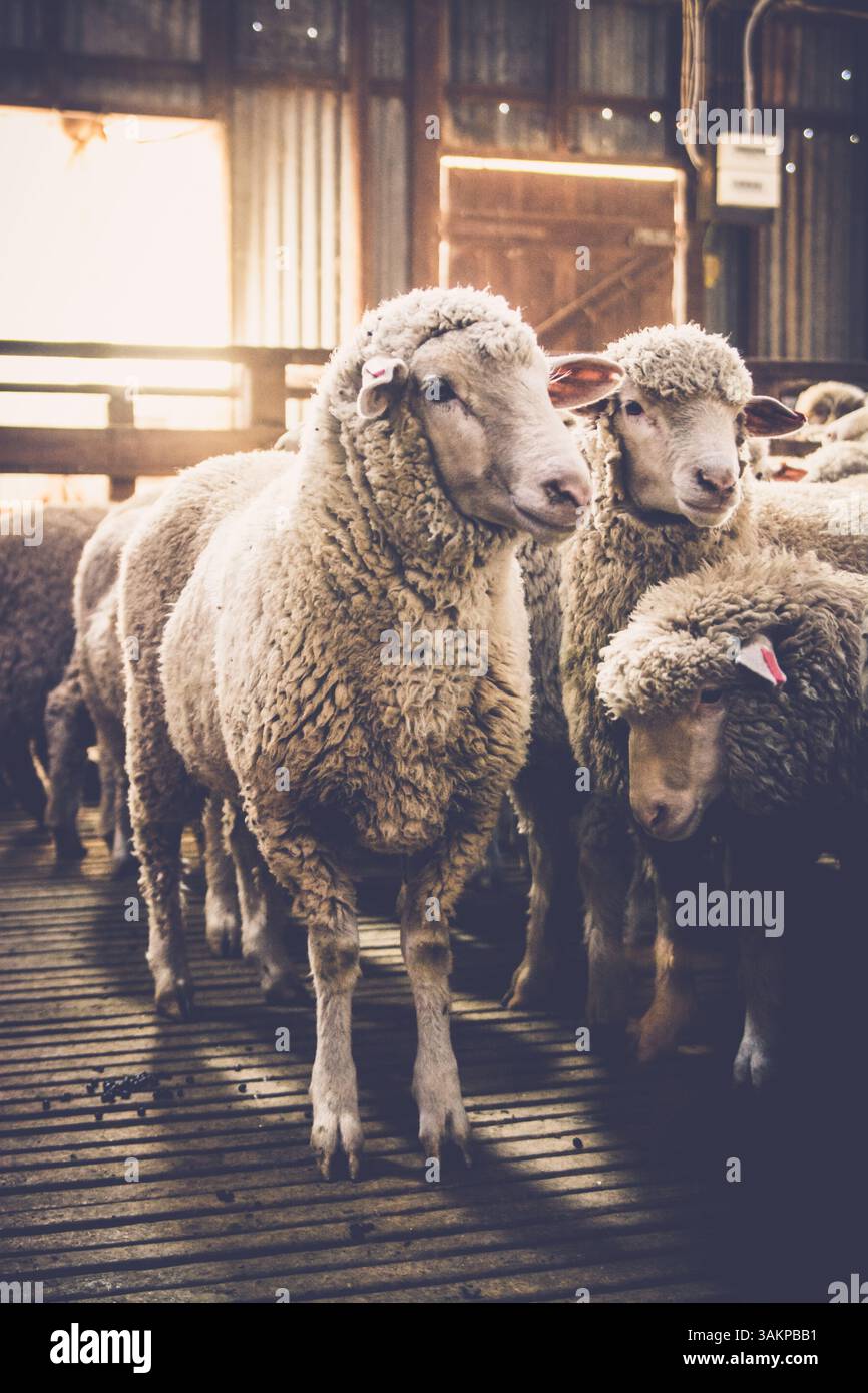sheep in a barn Stock Photo - Alamy