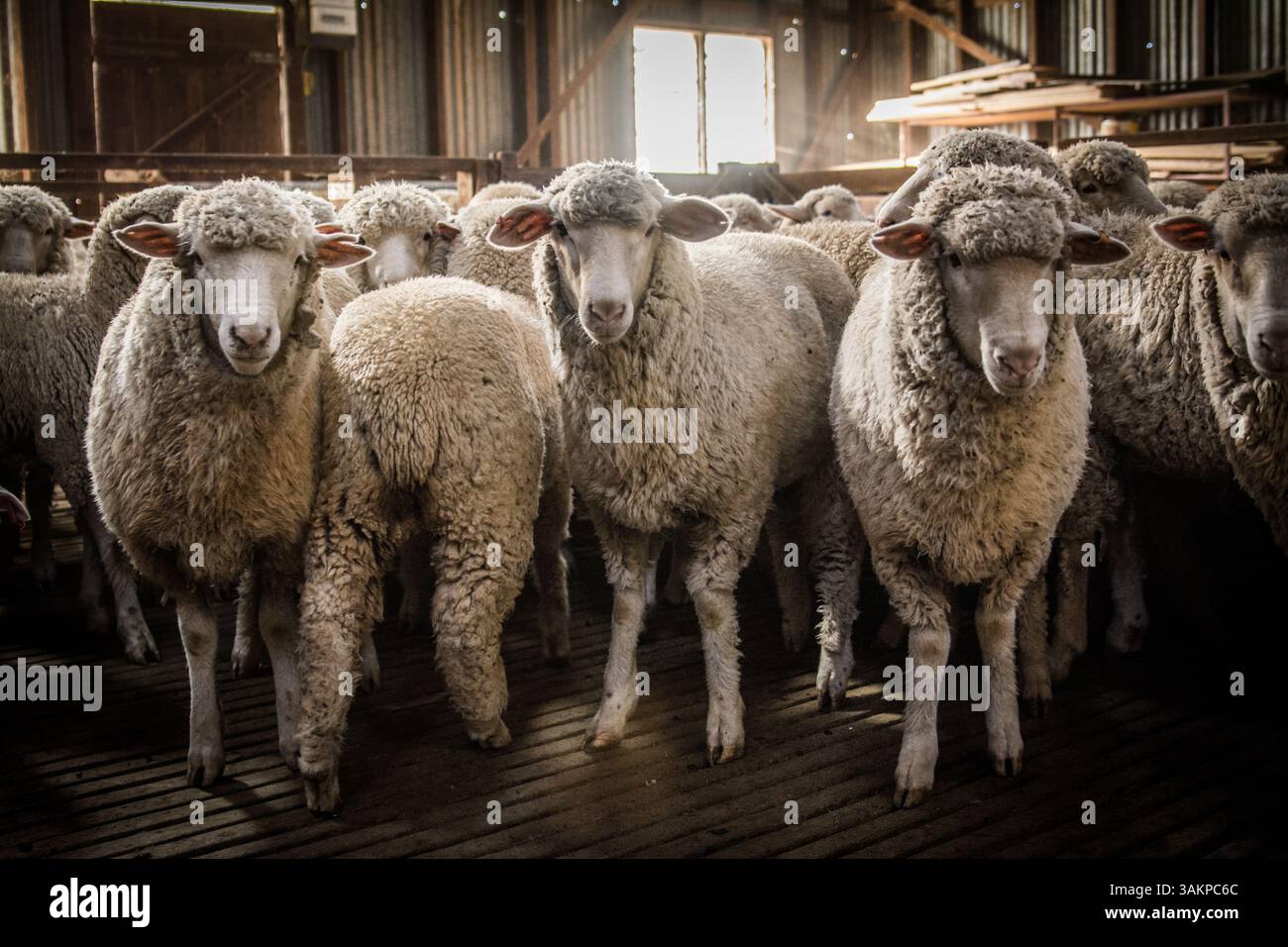 sheep in a barn Stock Photo - Alamy