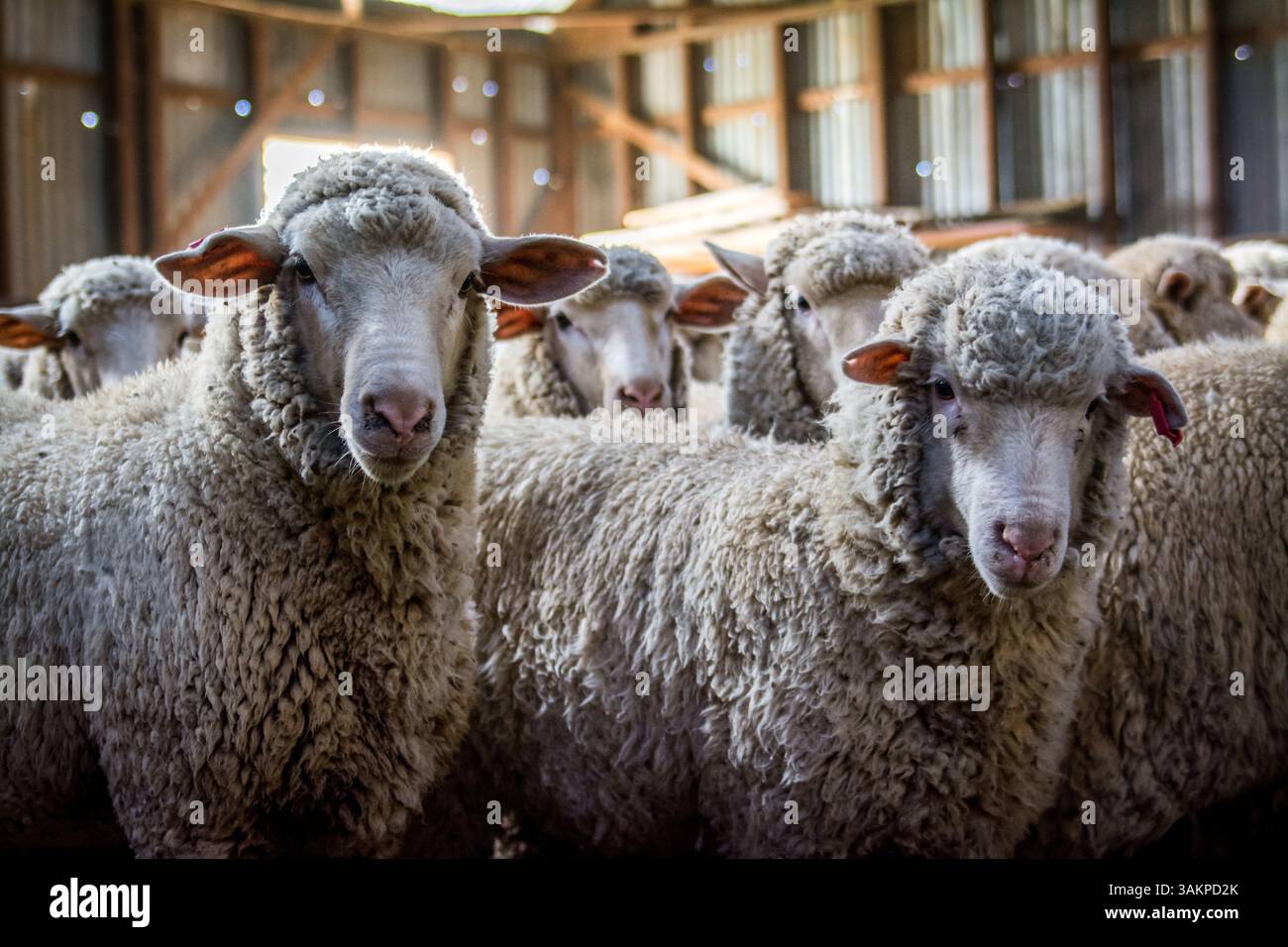 sheep in a barn Stock Photo - Alamy