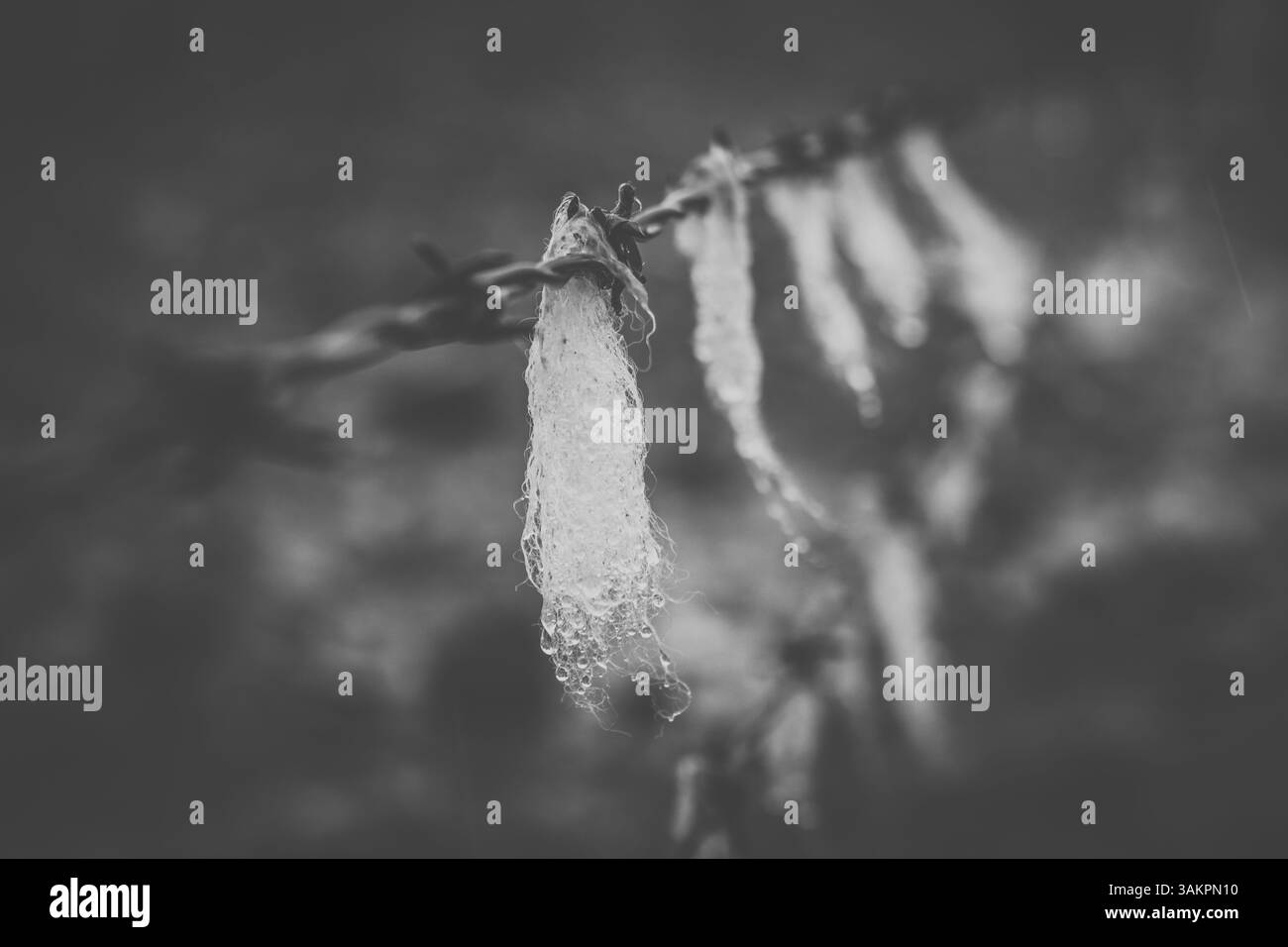 small tuft of sheep's wool Stock Photo - Alamy