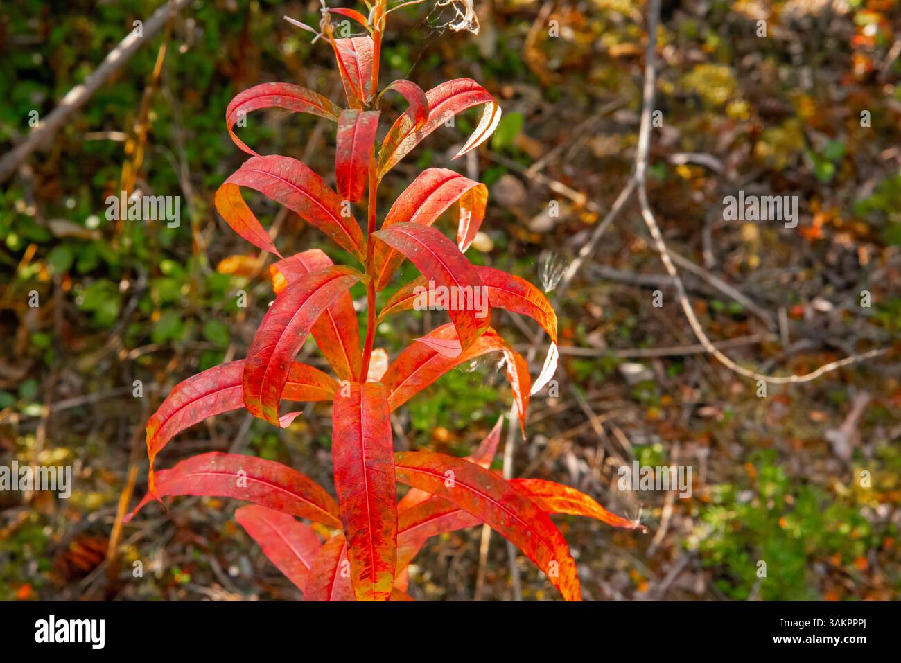 Stunning Fireweed plant in the fall, when it's at its beautiful pink ...