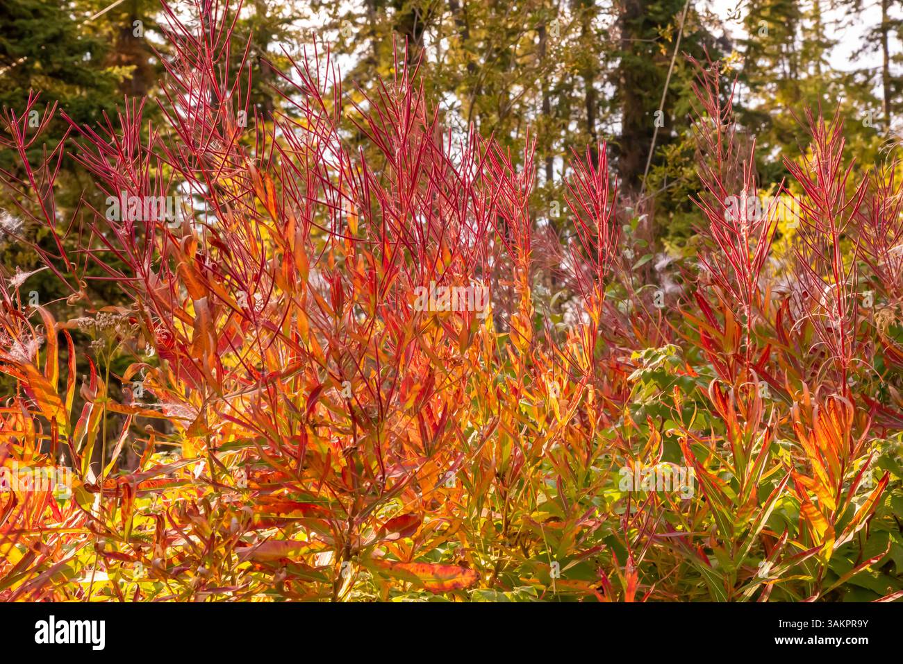 Stunning Fireweed plant in the fall, when it's at its beautiful pink ...