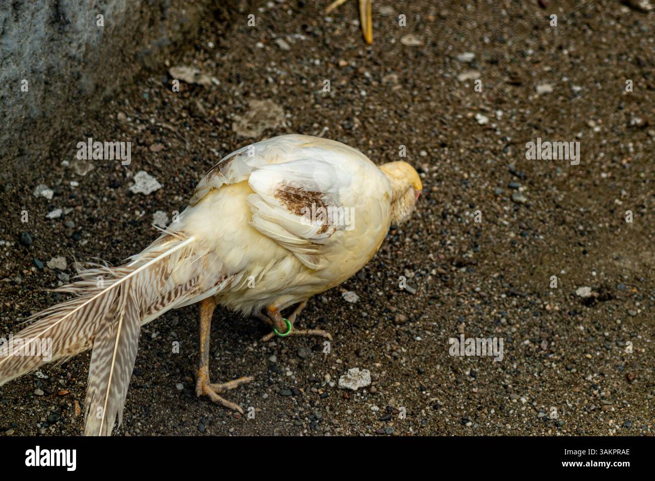 Unique pale-feathered pheasant with a long tail foraging on dirt ground ...