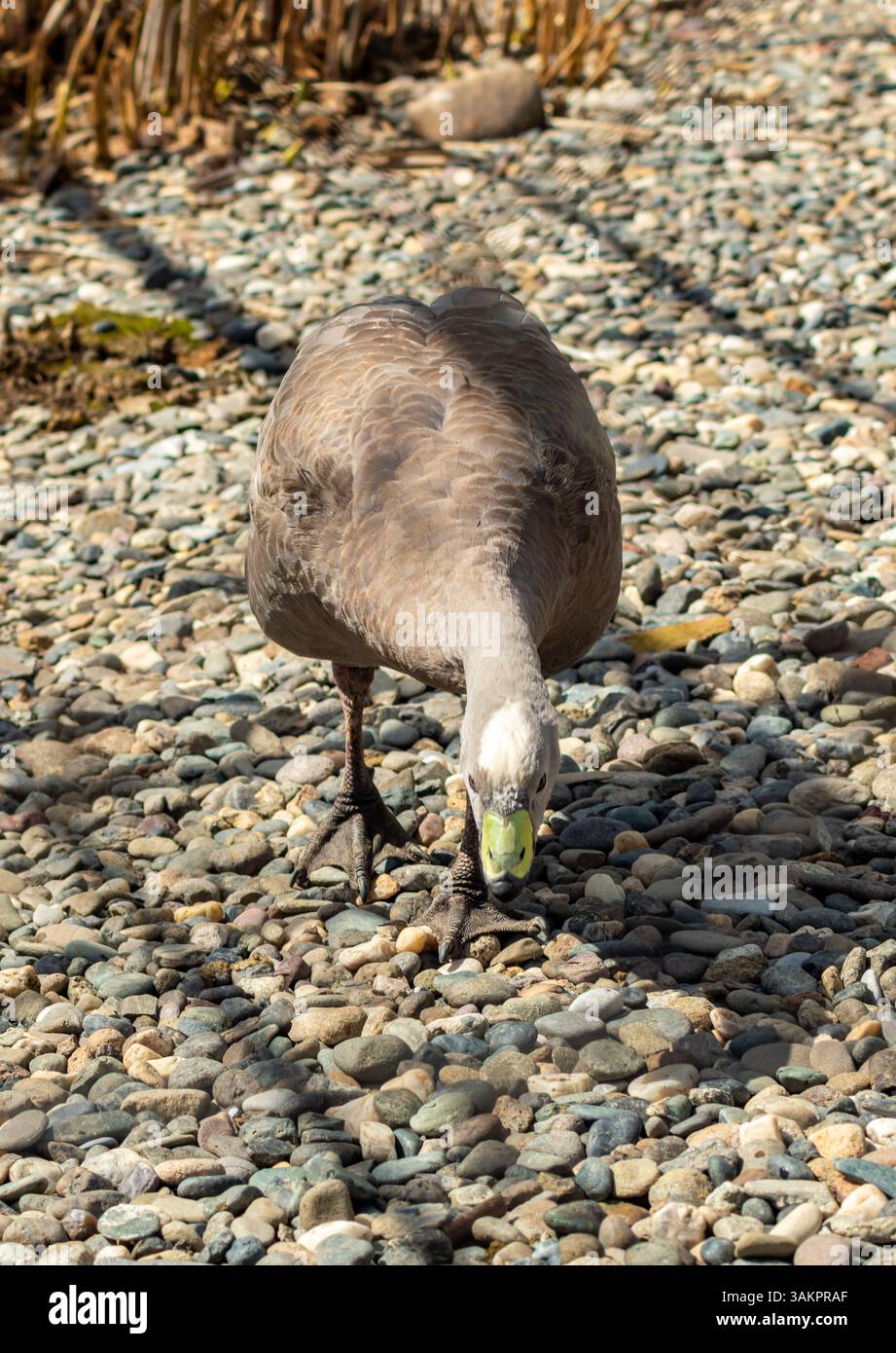 Captive goose foraging on pebbled ground under bright sunlight inside a ...