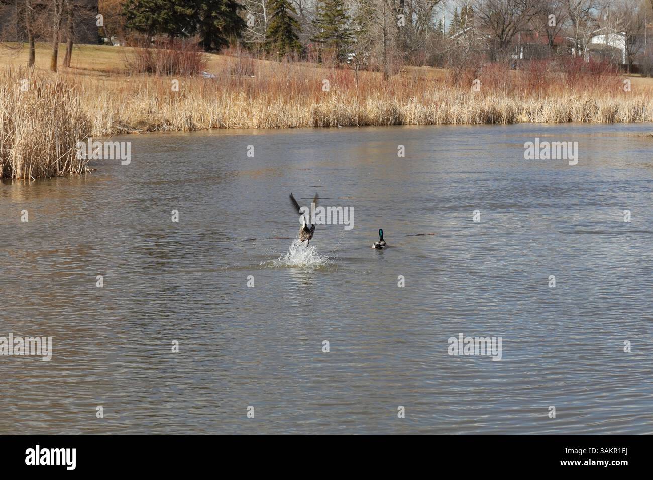 a pair of ducks on a spring pond, calm water Stock Photo - Alamy