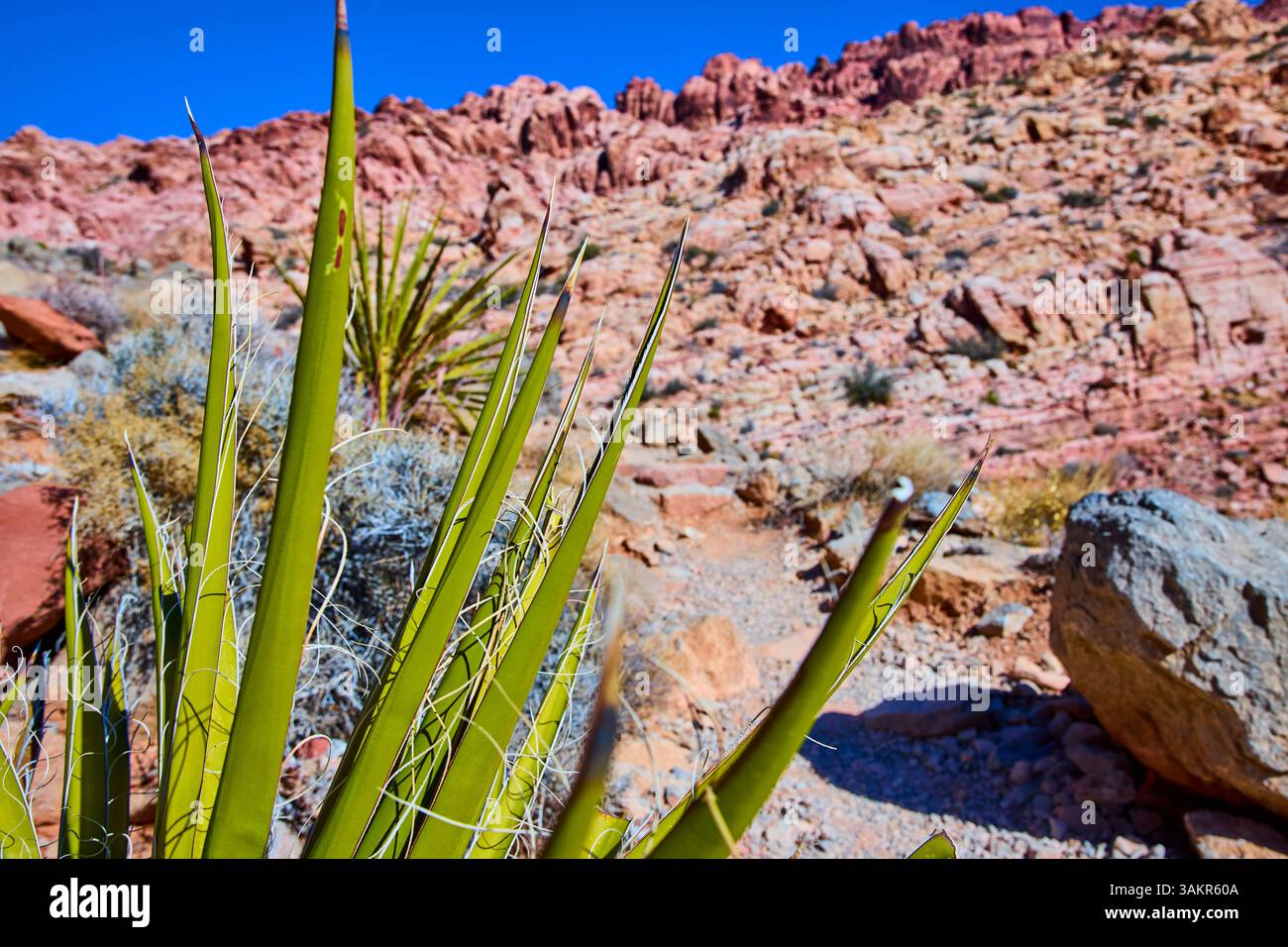 Yucca red rock formations hi-res stock photography and images - Alamy