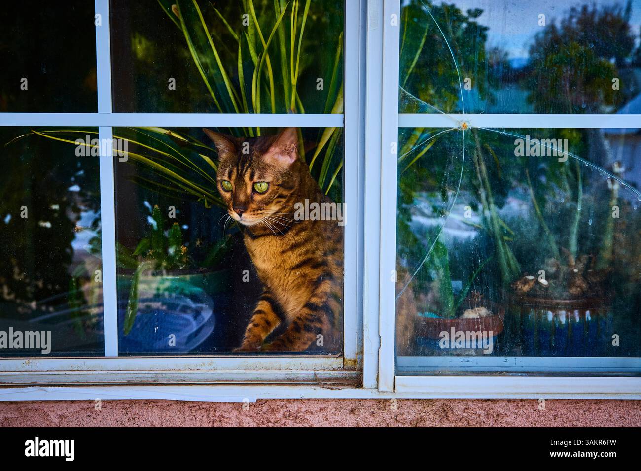 Bengal Cat Behind Cracked Window with Houseplants Eye Level View Stock ...