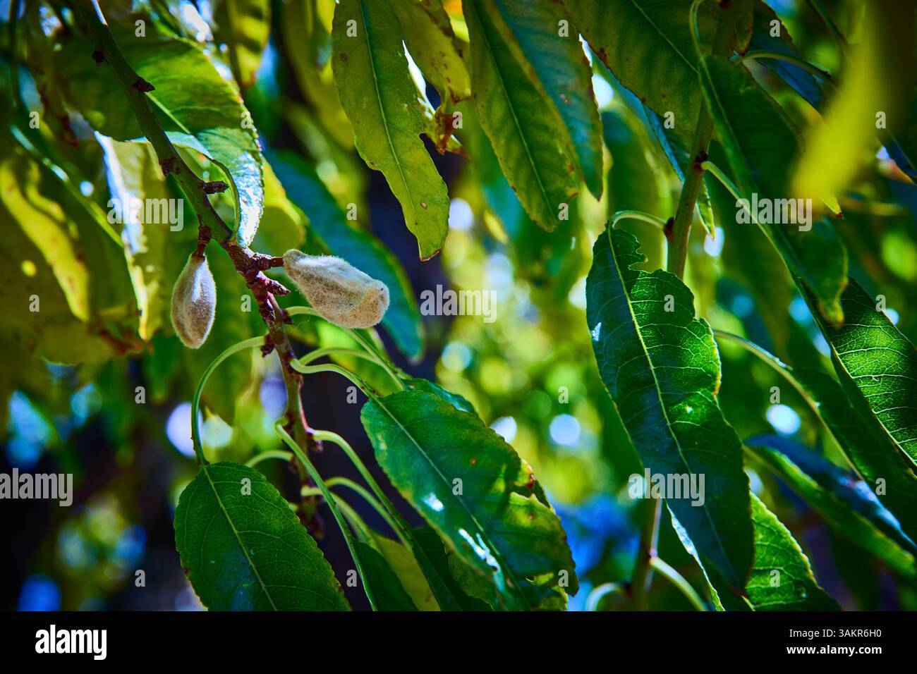 Almond Branch with Budding Fruits in Sunlit Garden Eye-Level View Stock ...