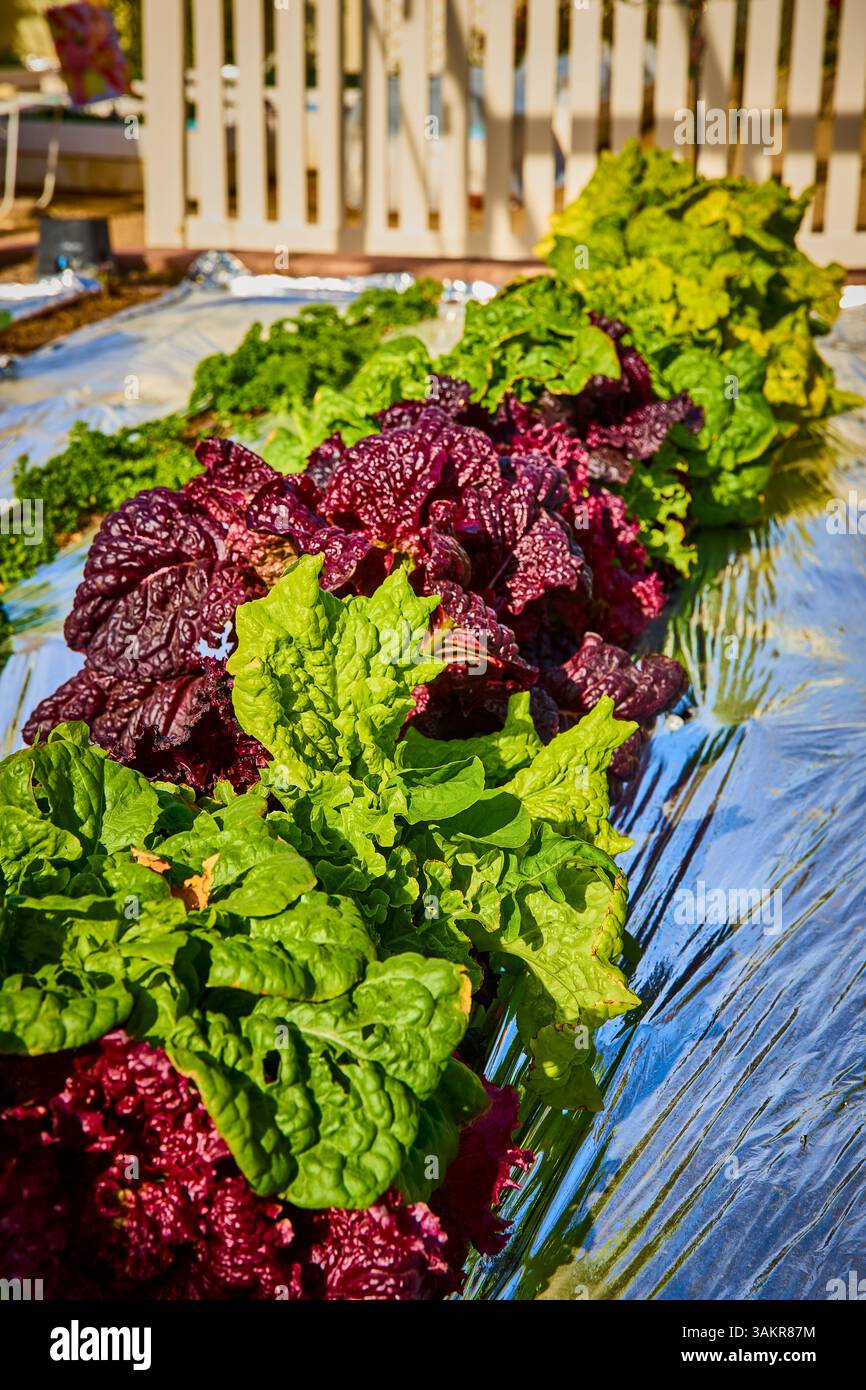 Lush Lettuce Rows in Vibrant Urban Garden Eye-Level Perspective Stock ...
