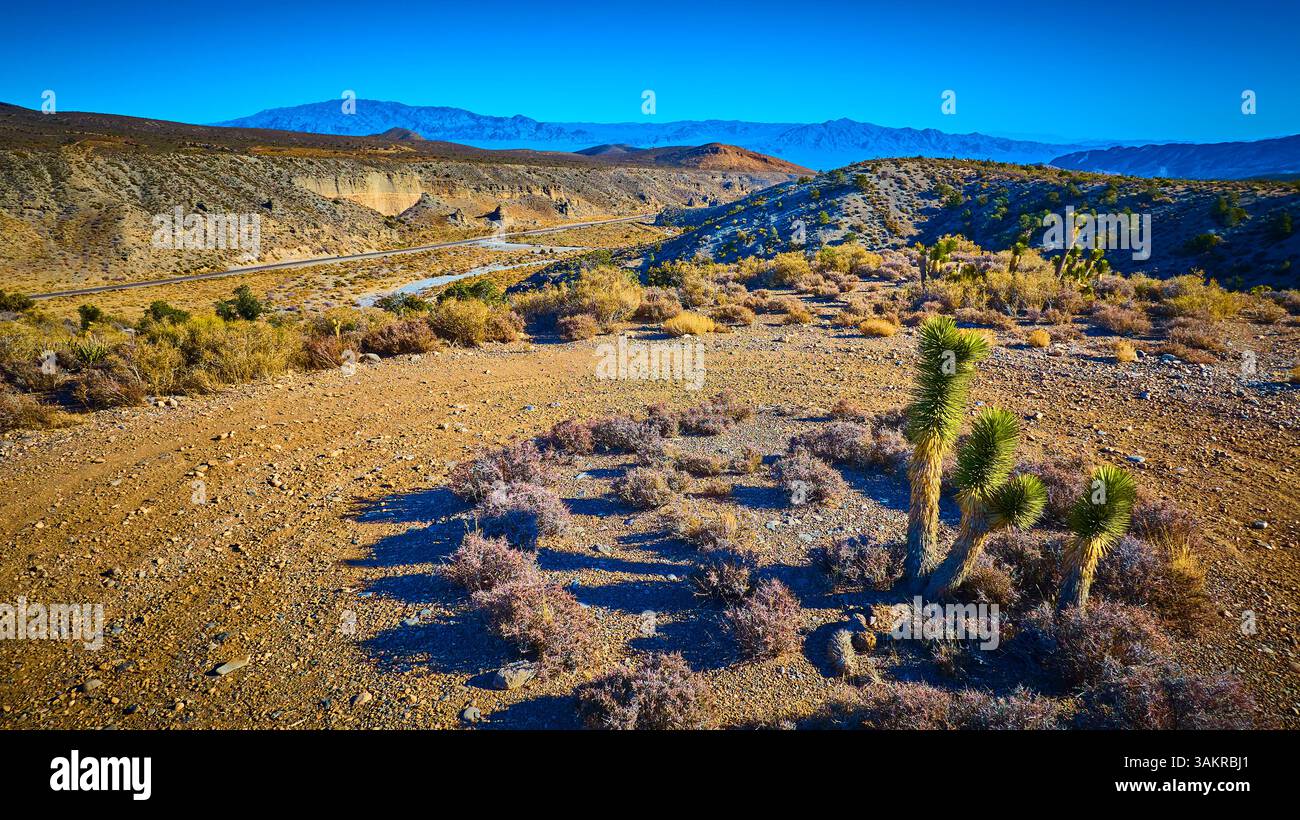 Aerial Joshua Trees and Desert Road at Golden Hour Stock Photo - Alamy