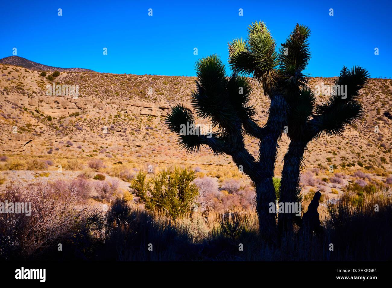 Iconic joshua tree against hi-res stock photography and images - Alamy