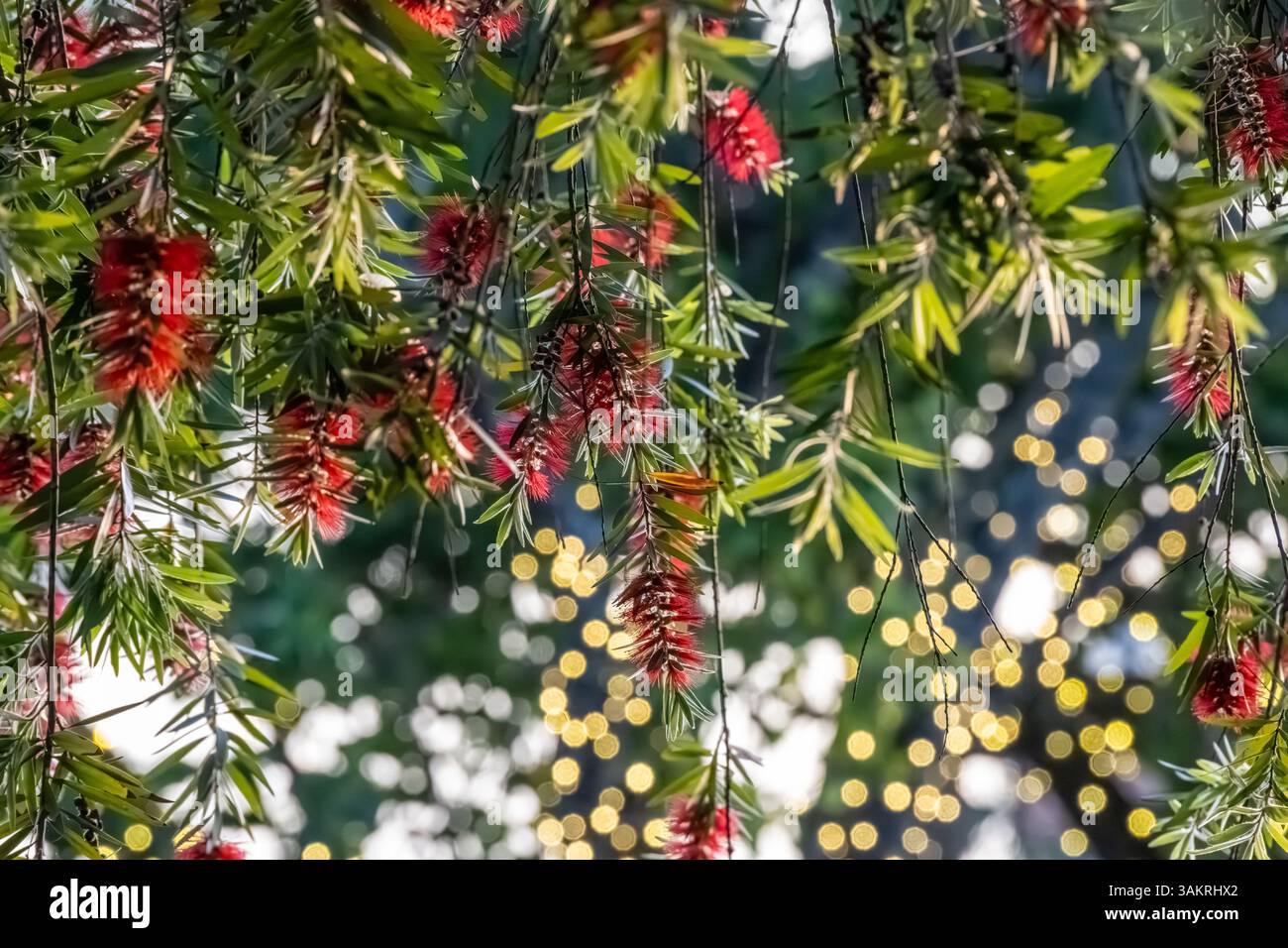 Weeping bottlebrush (Callistemon viminalis) tree along Centre Street in ...
