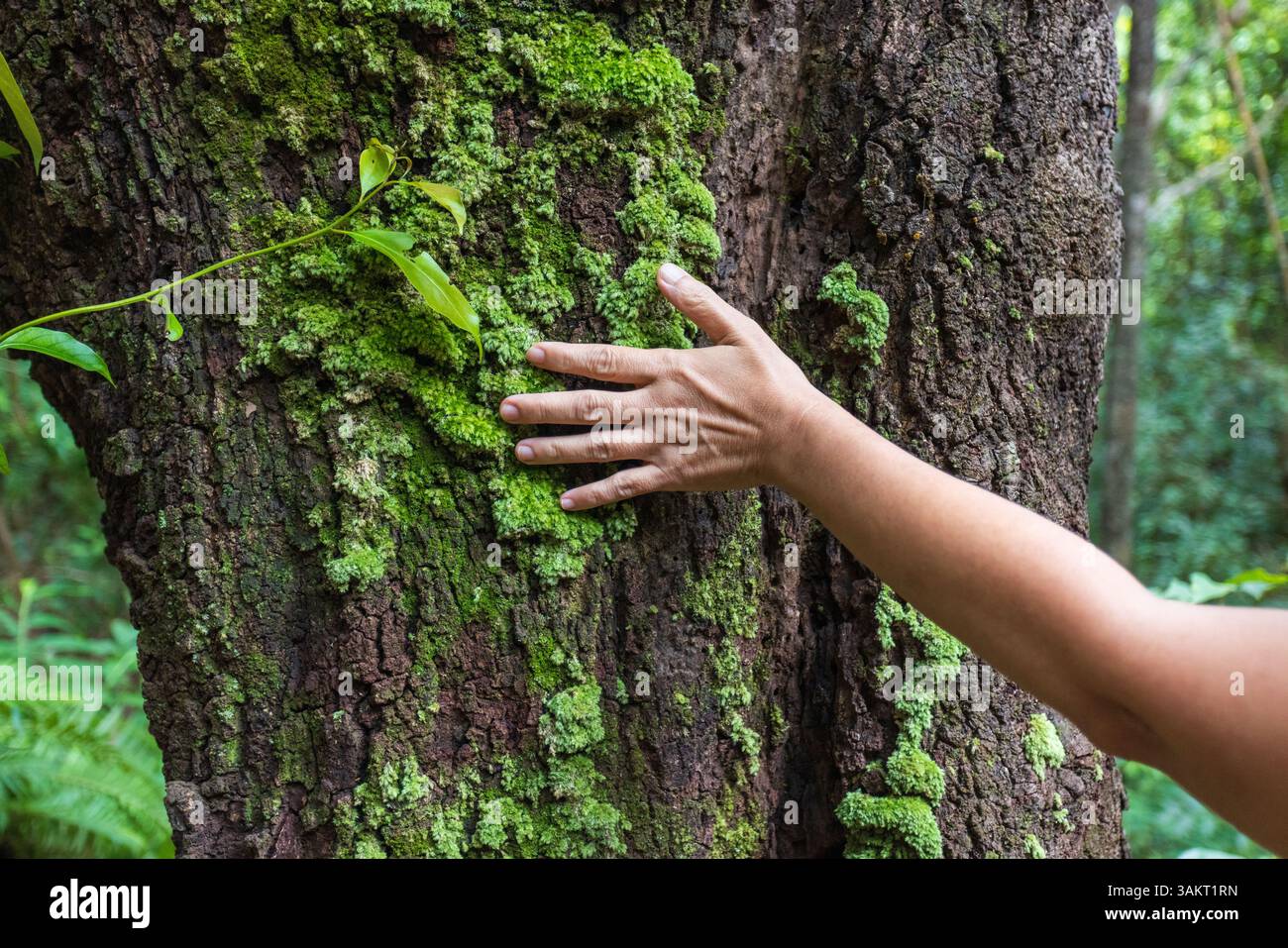 Female hand touching touching tree trunk in tropical forest Stock Photo ...