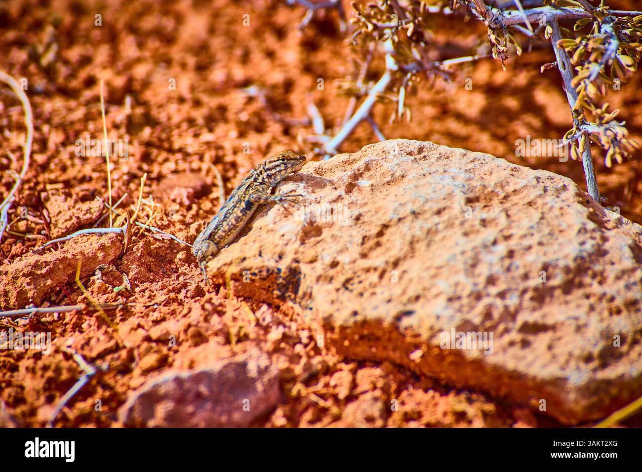 Desert Lizard on Sunlit Rock in Arid Nevada Eye-Level View Stock Photo ...