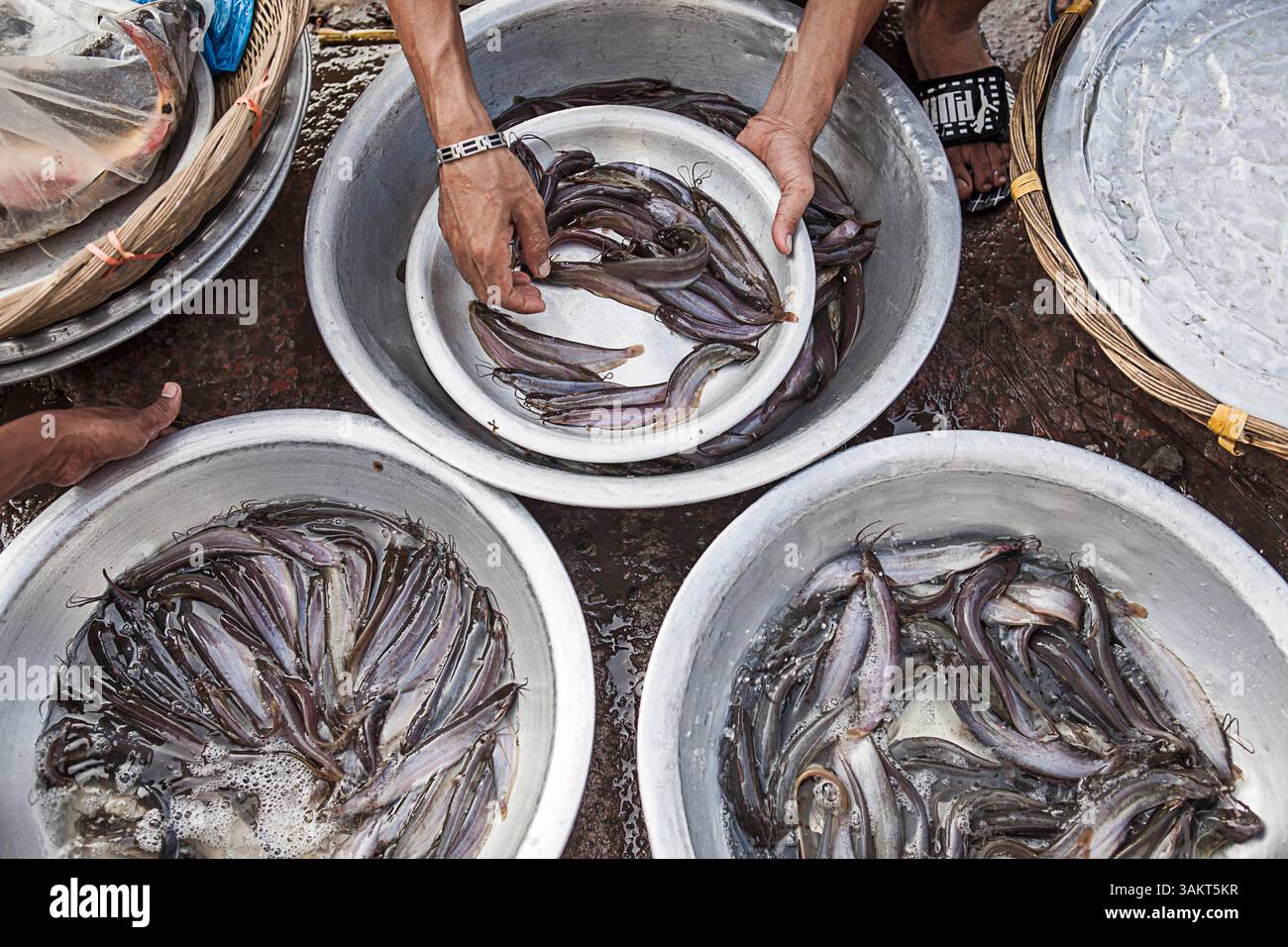 Fresh live catfish displayed in aluminum basins at a local fish market ...