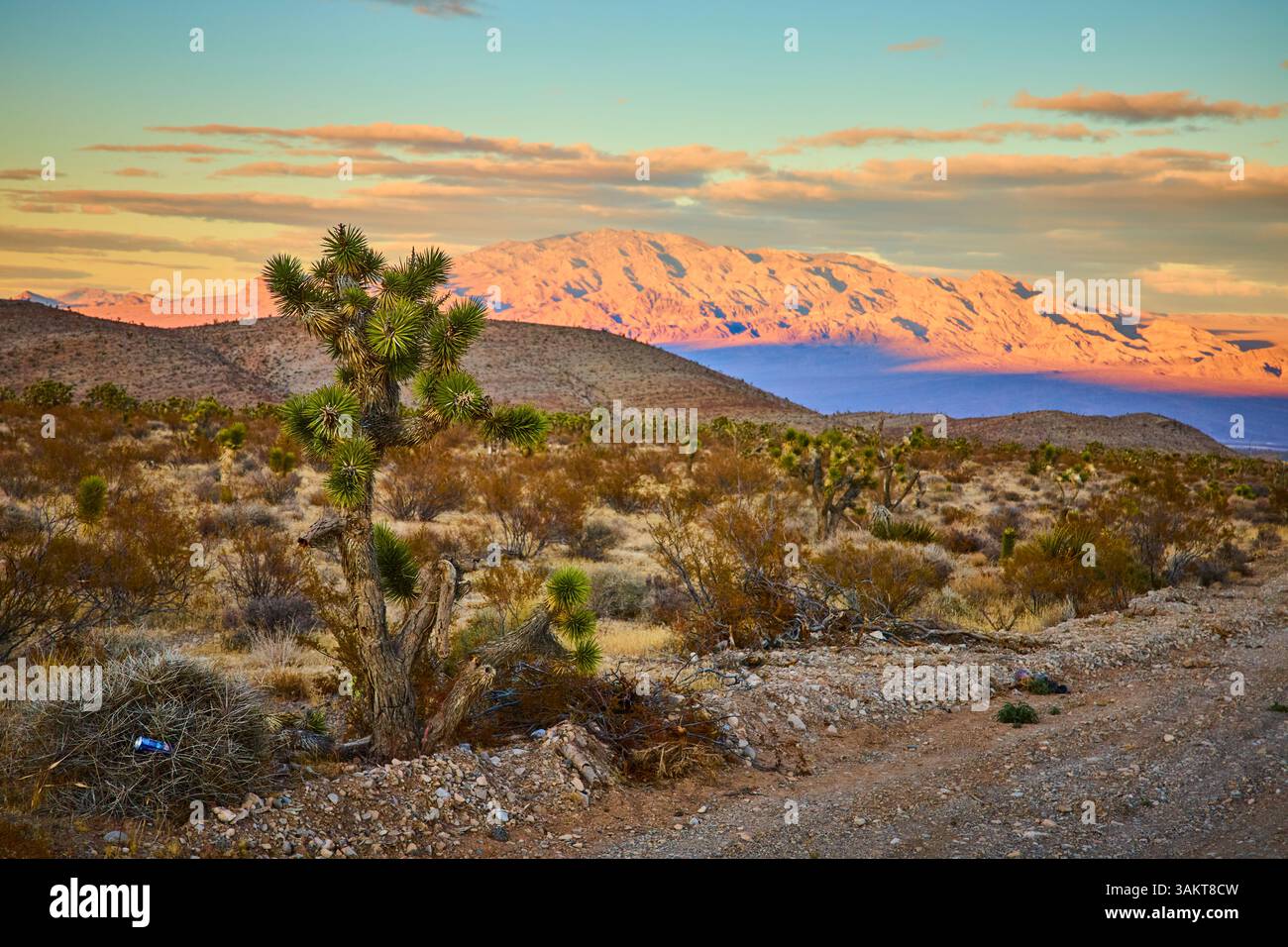 Golden Hour Joshua Tree Nevada Desert with Mountains at Eye Level Stock ...