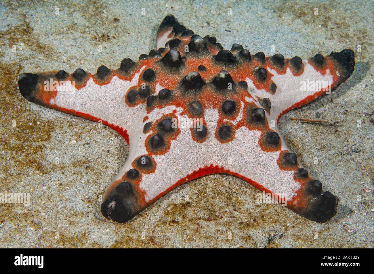 Underwater photo of Warty sea star (Protoreaster nodosus) Warty sea ...