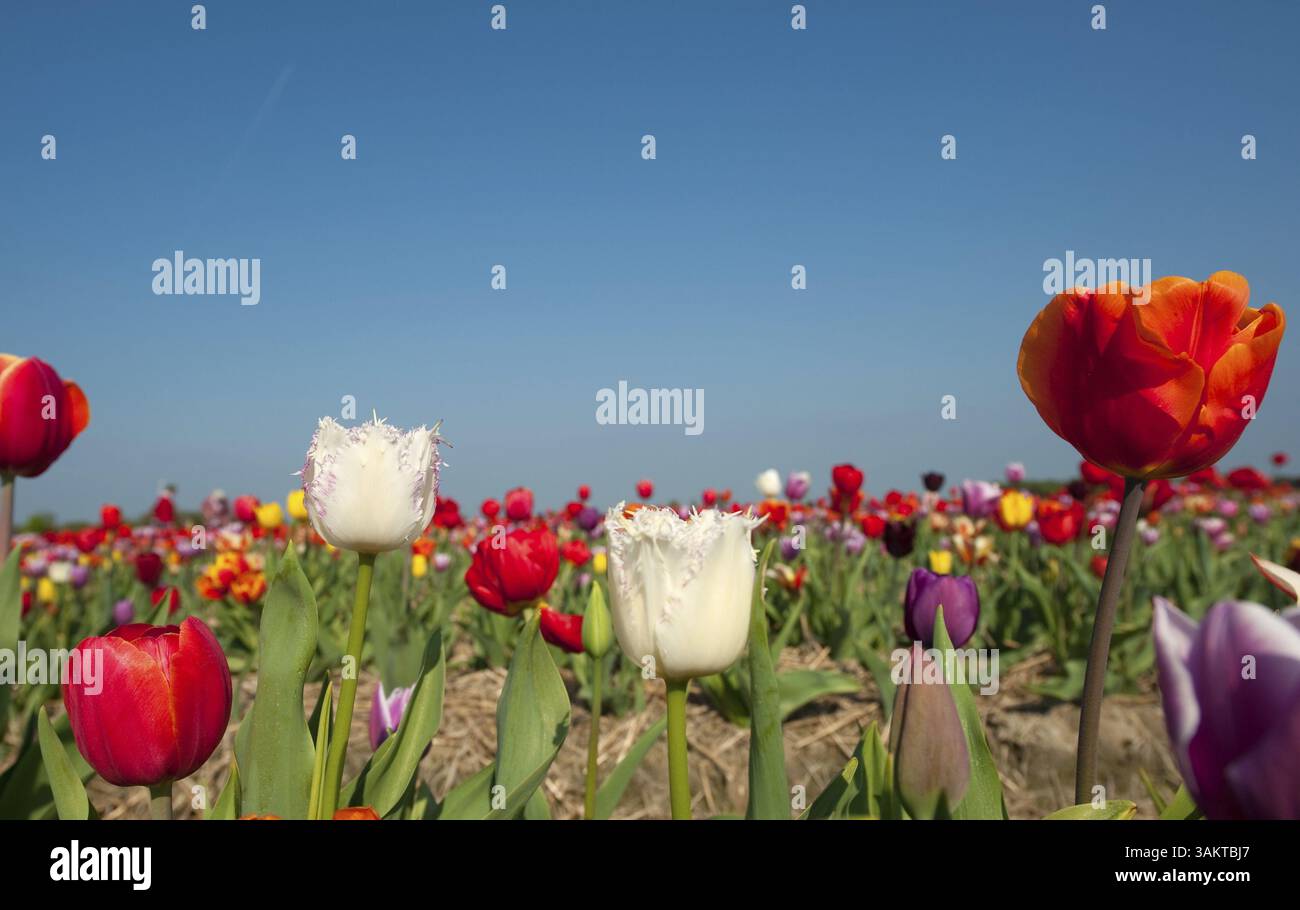 Cheerful field mixed colored hi-res stock photography and images - Alamy