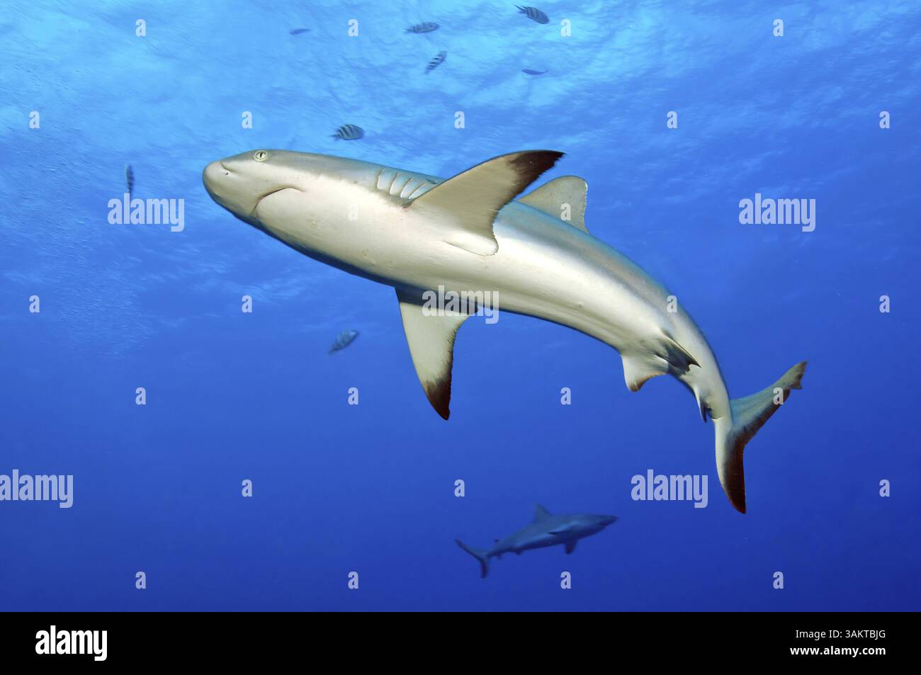 Underwater photo of Grey reef shark (Carcharhinus amblyrhynchos ...