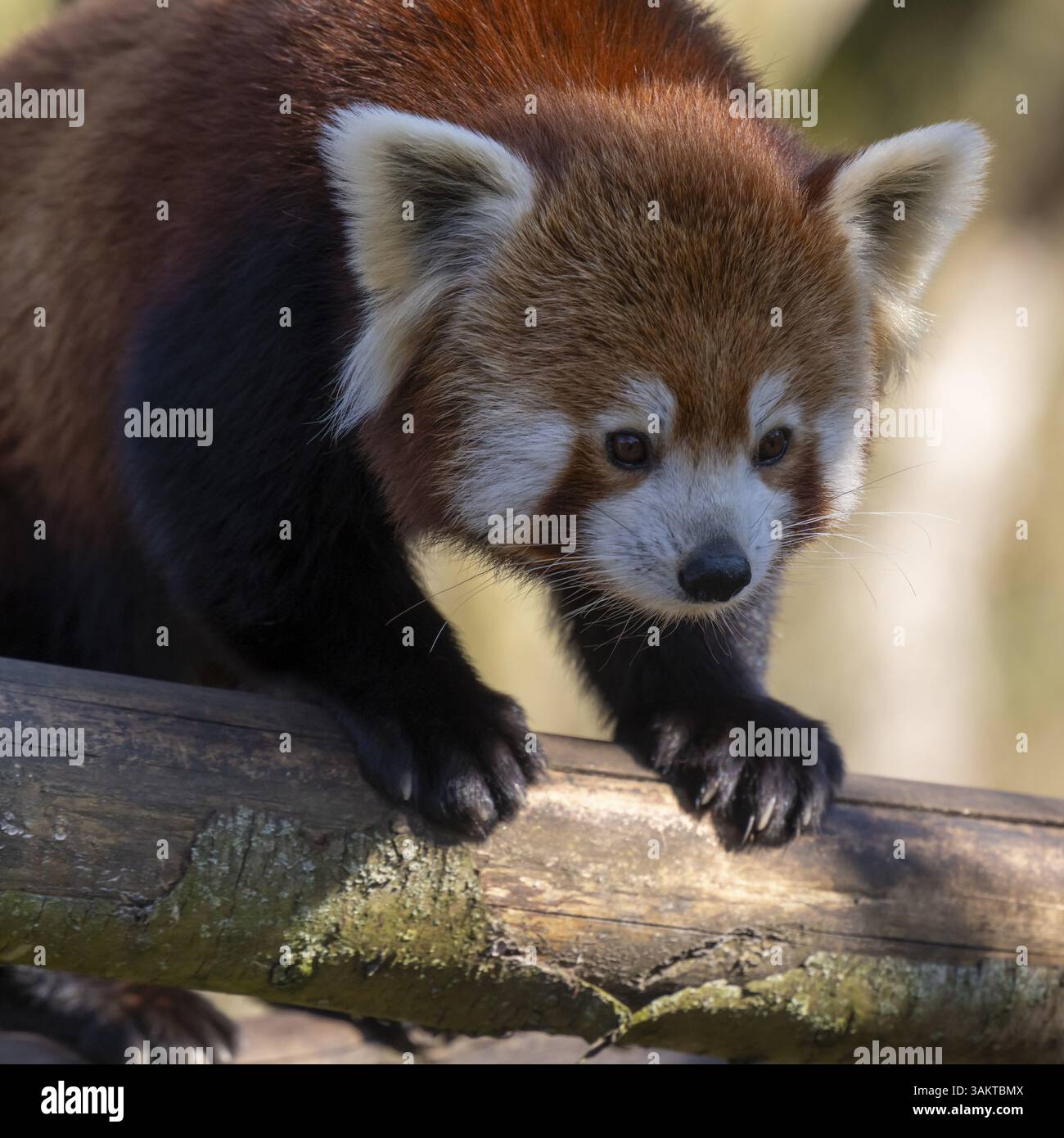Western Red panda, Red panda (Ailurus fulgens), portrait, occurring in South Asia, captive Stock ...