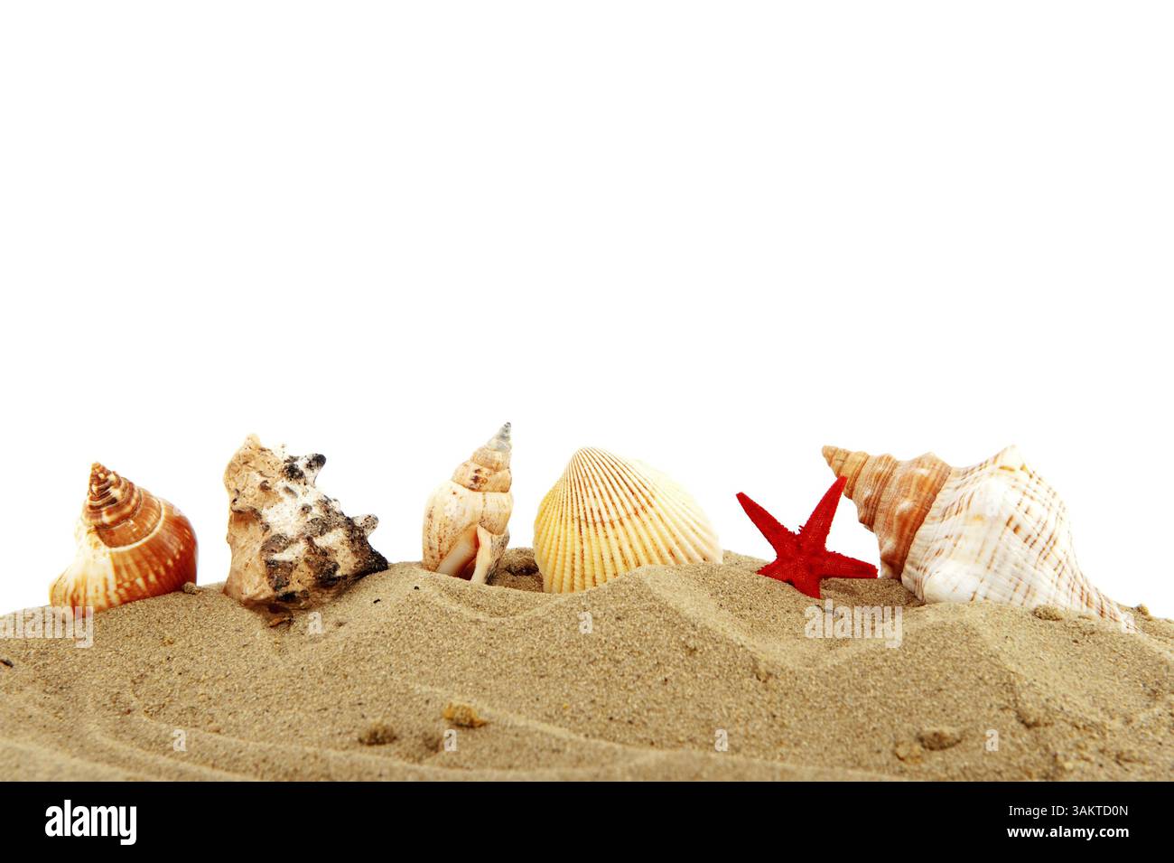 Different shells in sand at the beach Stock Photo - Alamy