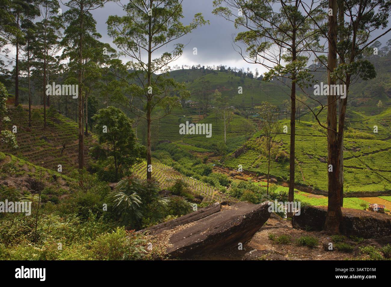 Nuwara Eliya tea plantation before storm, Sri Lanka. Nuwara Eliya is ...