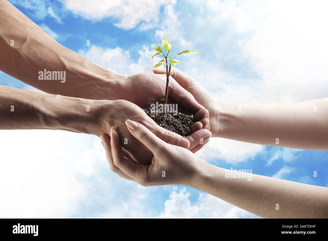 Young plant in hand on the field background Stock Photo - Alamy