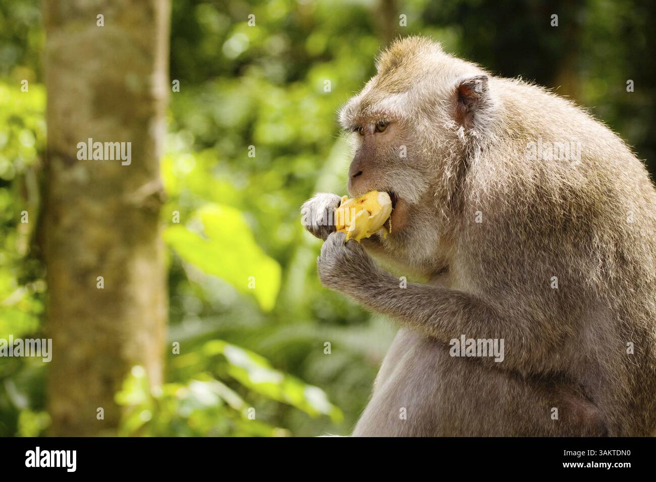 Monkey eating a bananas Stock Photo - Alamy