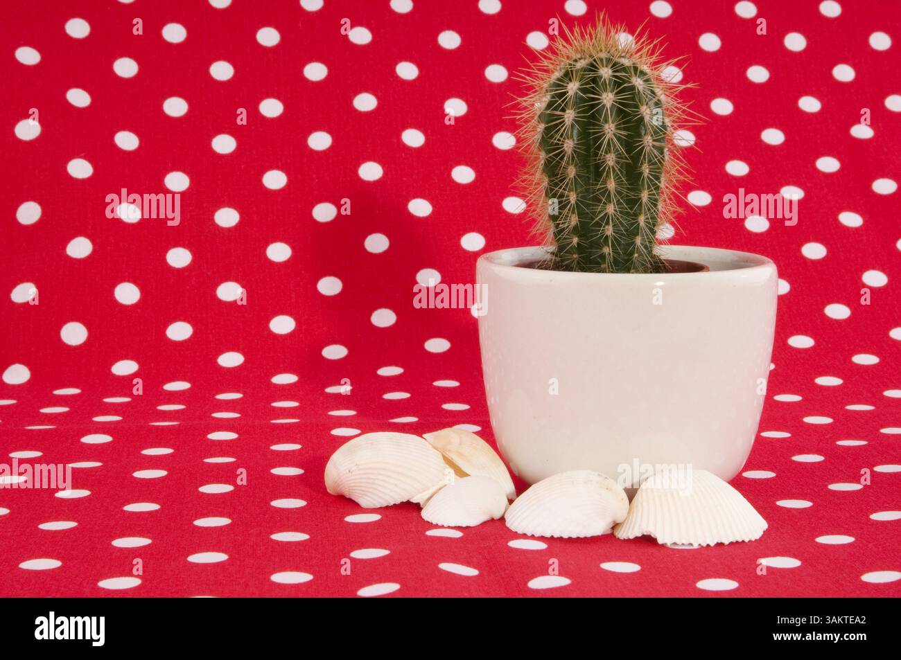 Whit cactus hi-res stock photography and images - Alamy