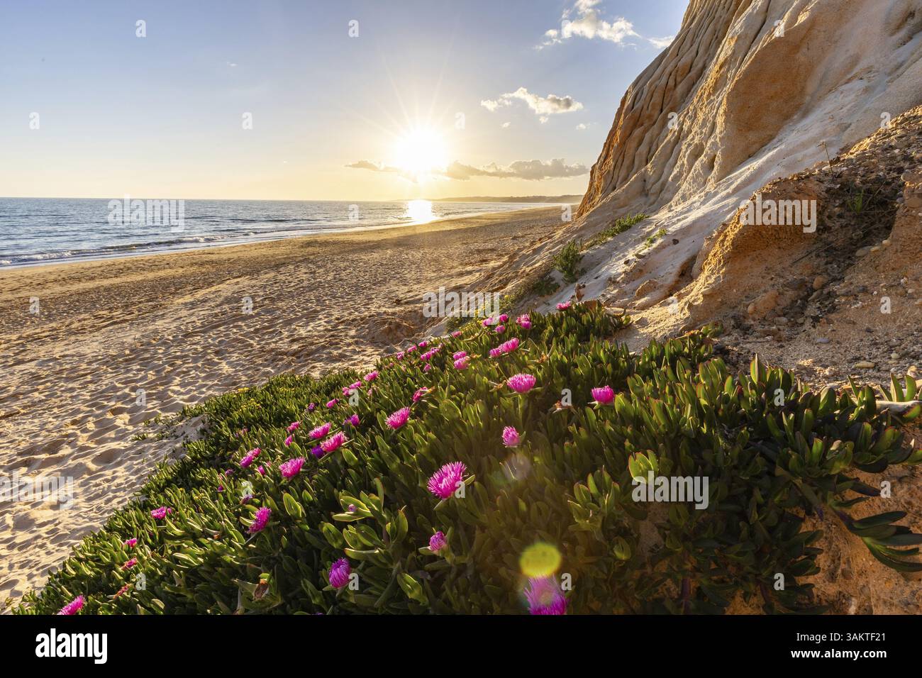Cliffs on the Atlantic. Warm sunset in a landscape with purple flowers ...