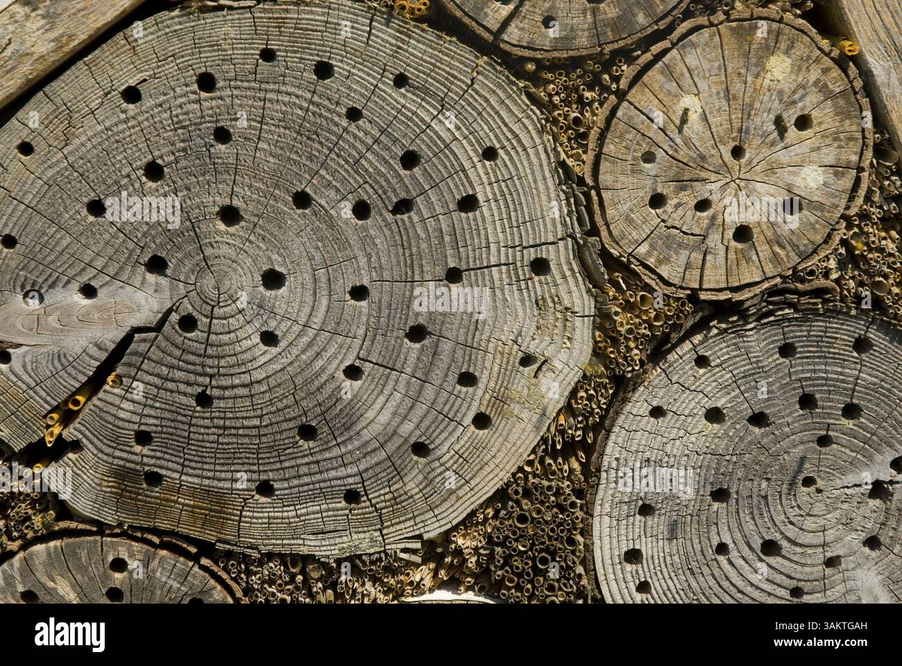 Hidingplace for insects like bees Stock Photo - Alamy