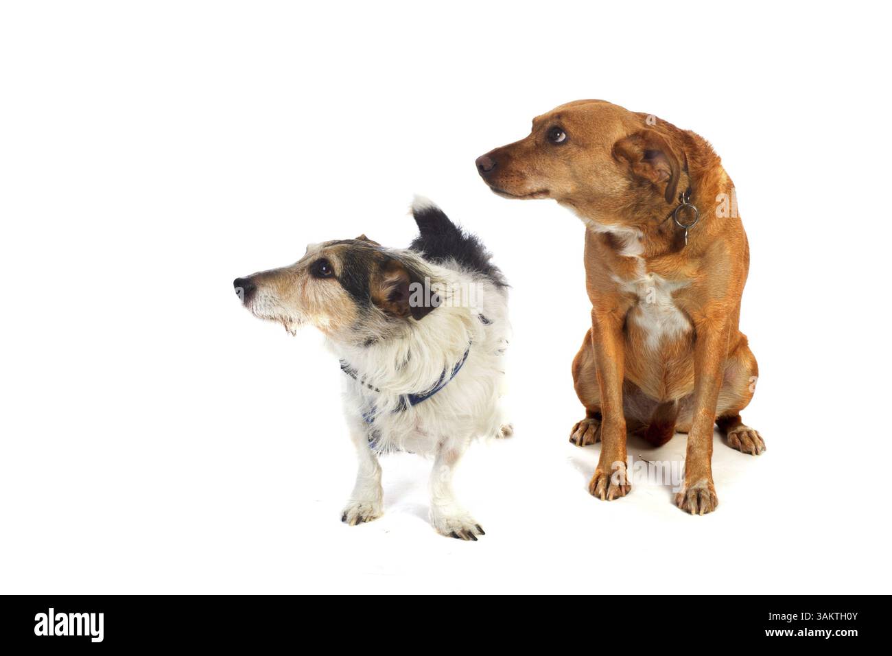 Two white dogs Cut Out Stock Images & Pictures - Alamy