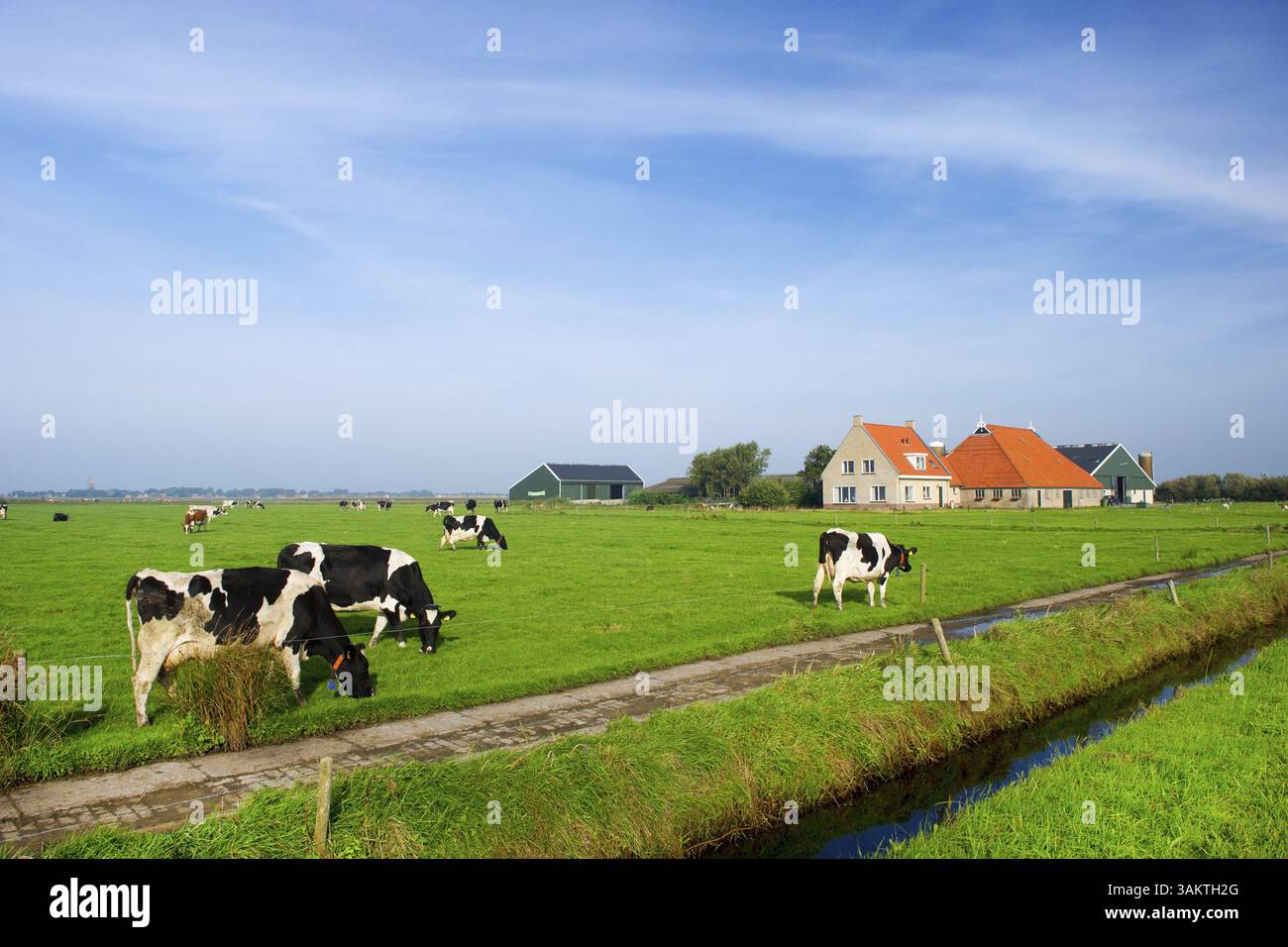 Typical dutch landscape with cows farmland and a farm house Stock Photo ...