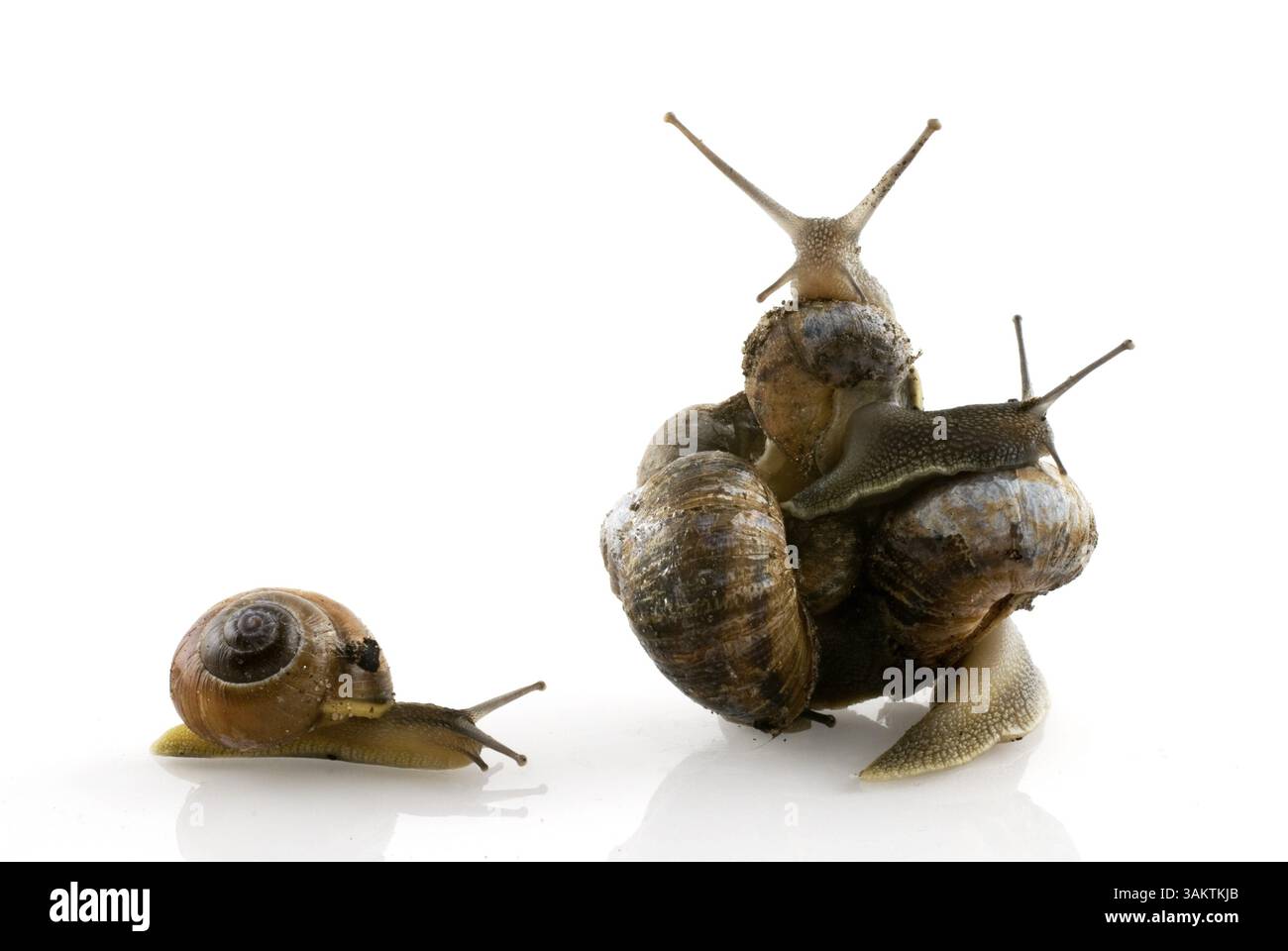 One snail cannot join them, and leave alone Stock Photo - Alamy