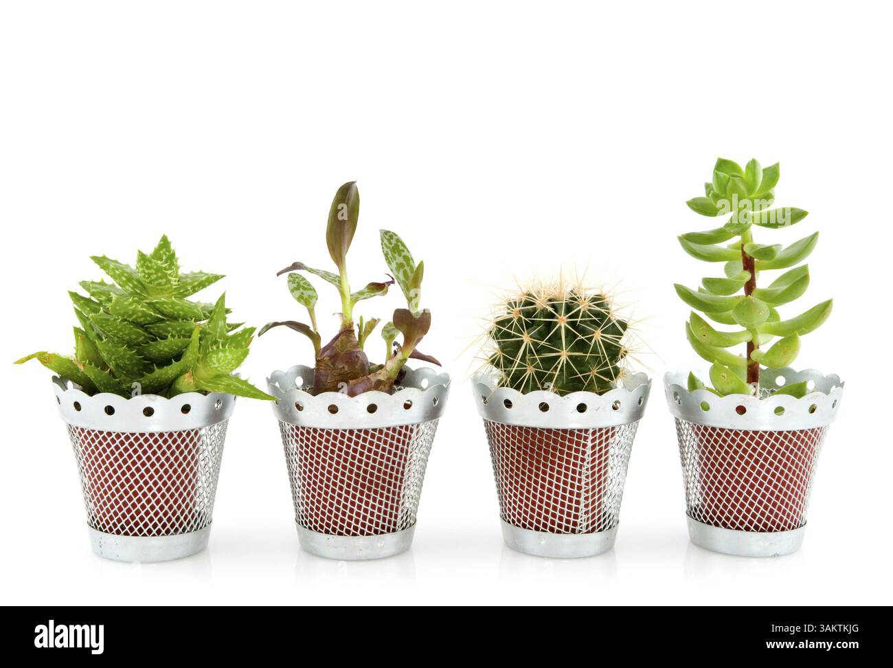 Plants pots white background hi-res stock photography and images - Alamy