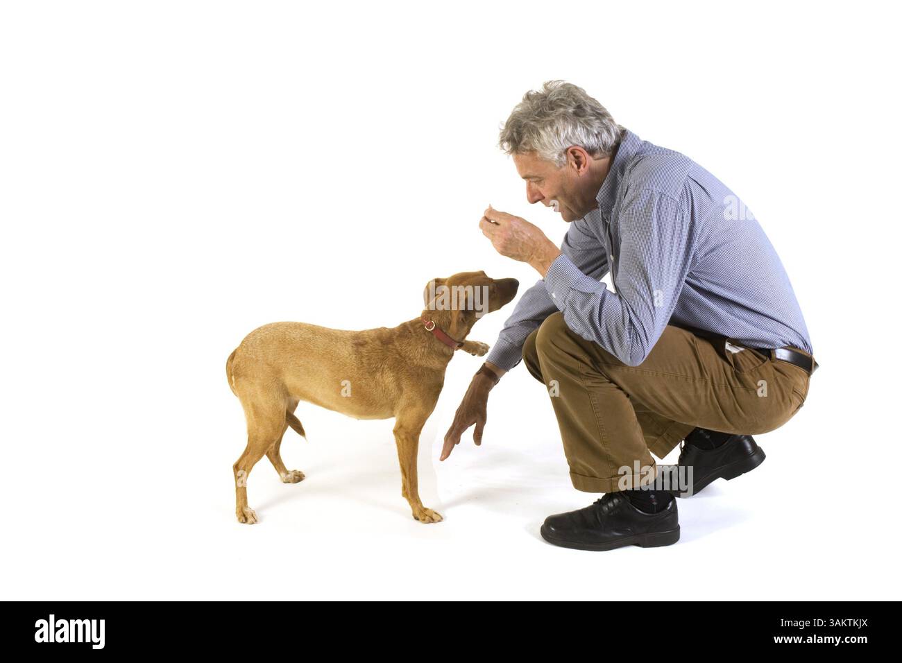 Obedience routine hi-res stock photography and images - Alamy