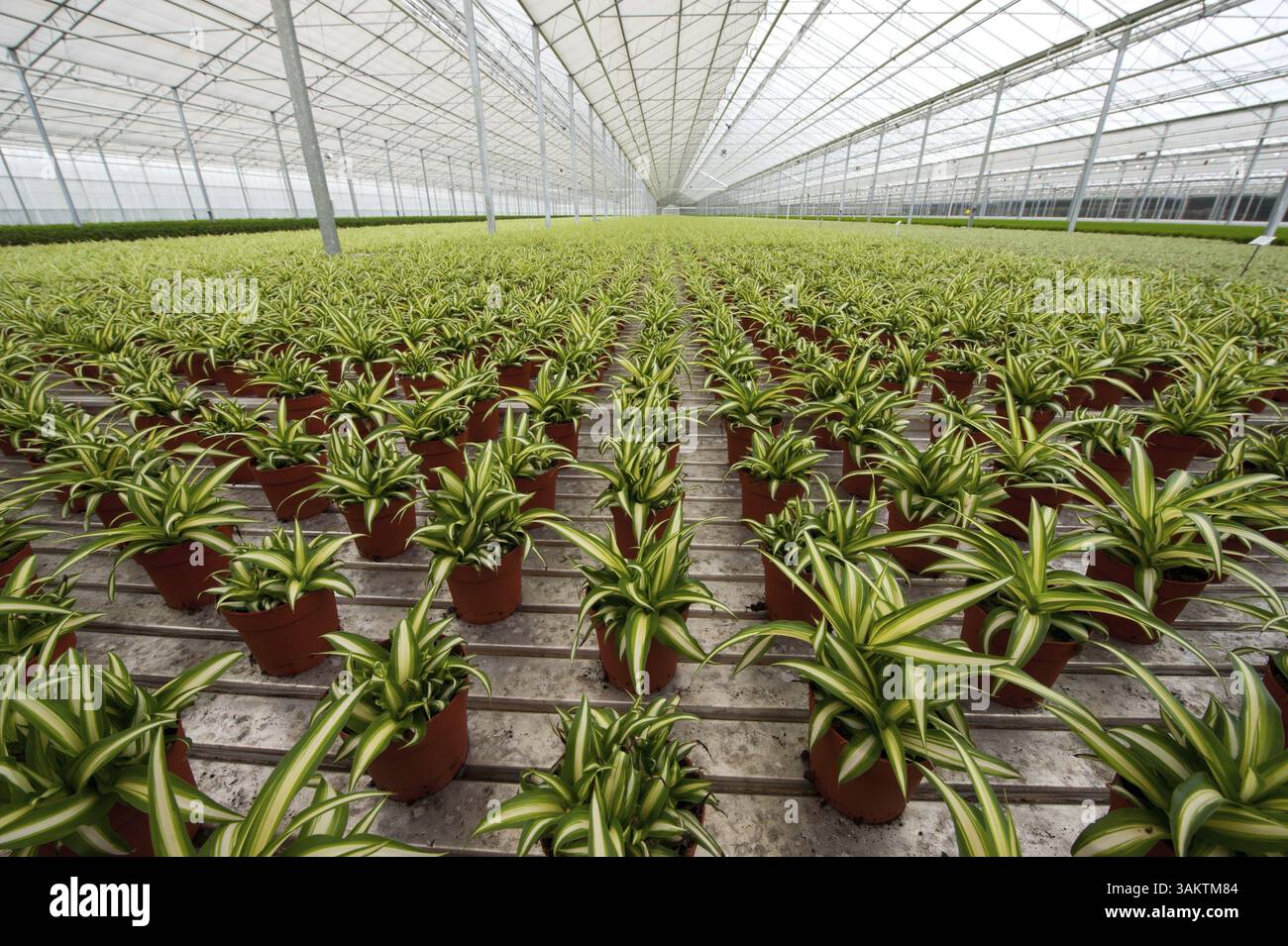 striped house plants in greenhouse for growing Stock Photo - Alamy