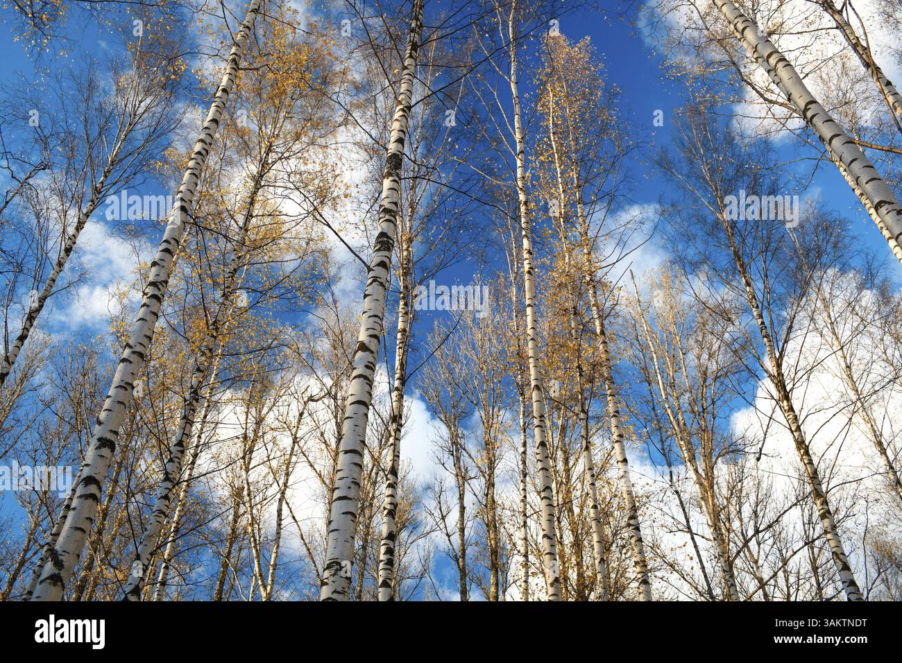 Blue tree trees graphic hi-res stock photography and images - Alamy
