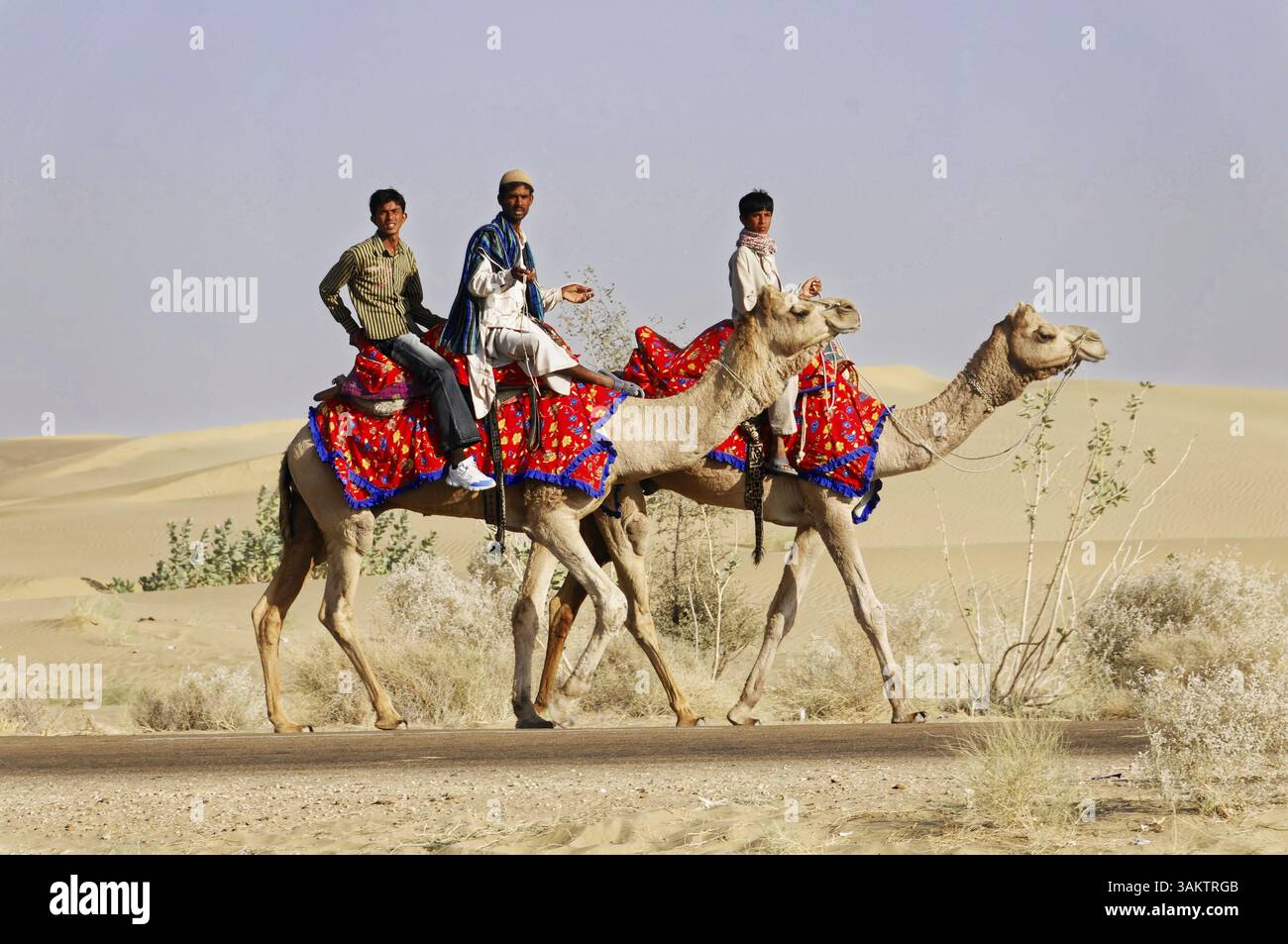 Camel rider travelling in the Thar desert, Sam, near Jaisalmer ...