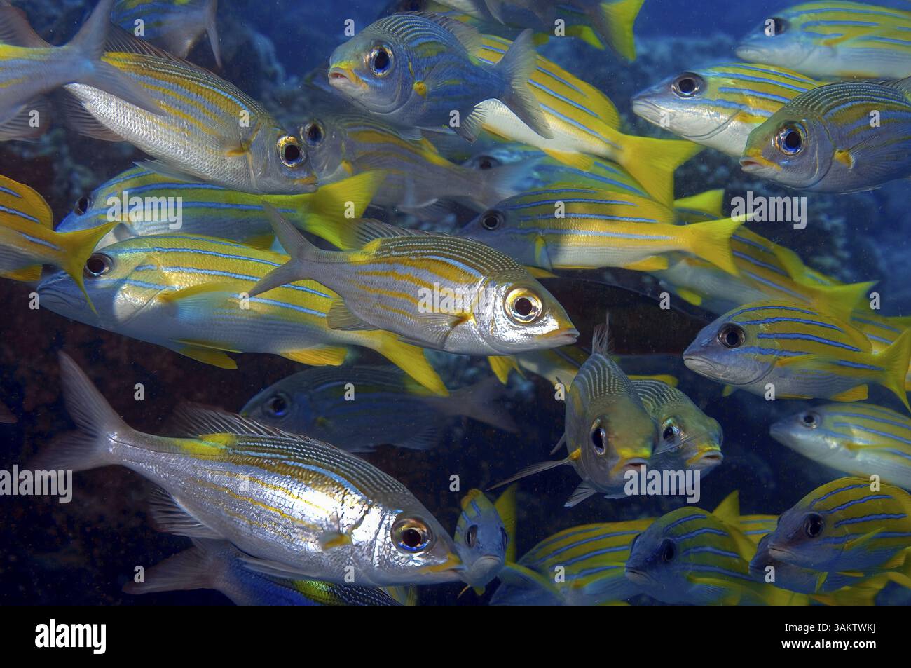 Underwater photo close-up of shoal of bigeye snapper (Lutjanus lutjanus ...