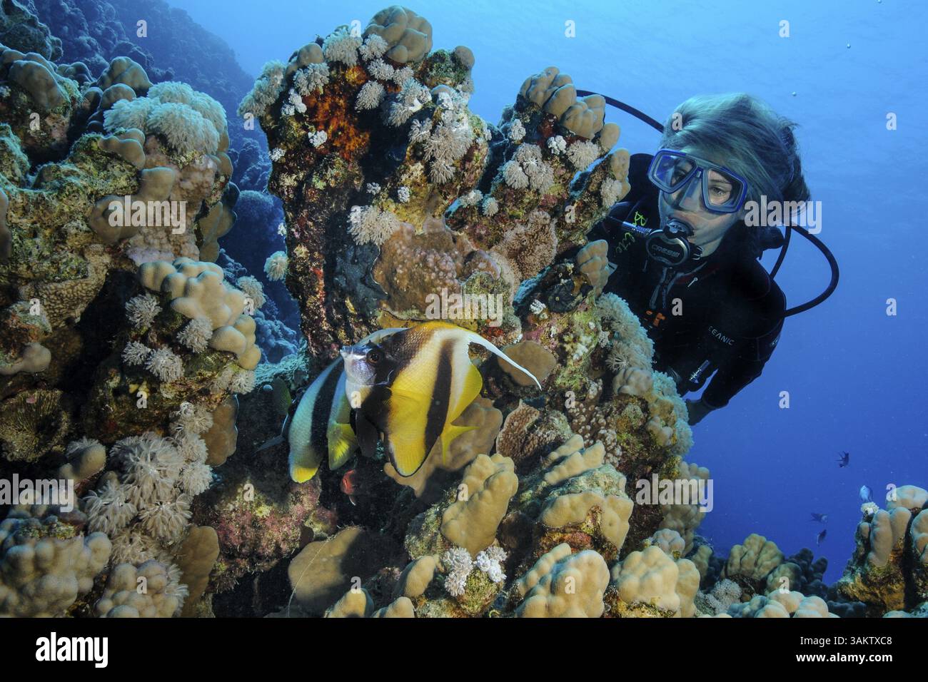 Underwater photo of diver looking at pair of Red Sea bannerfish ...