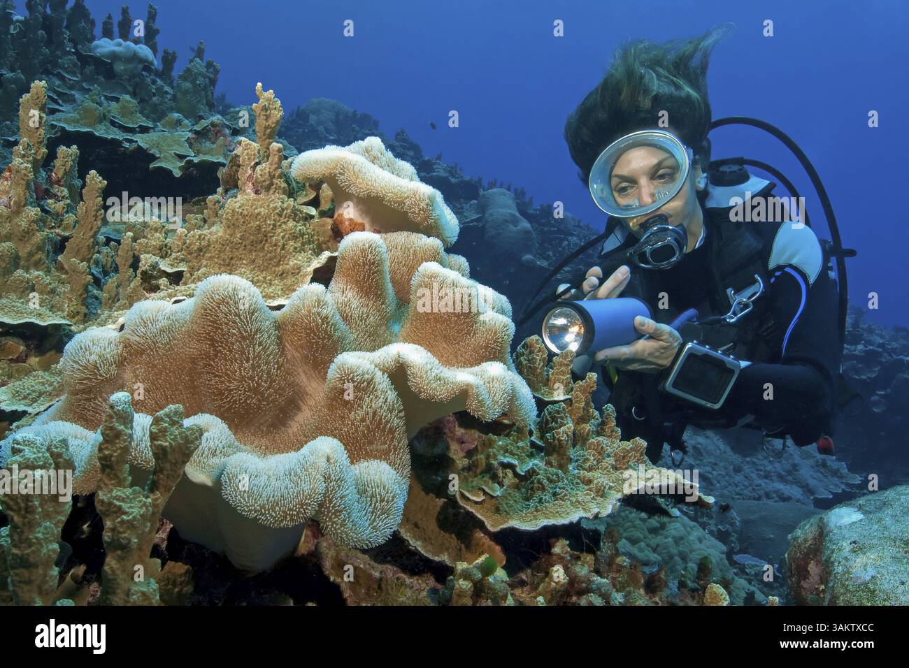 Underwater photo of diver looking at illuminated trogleder coral ...