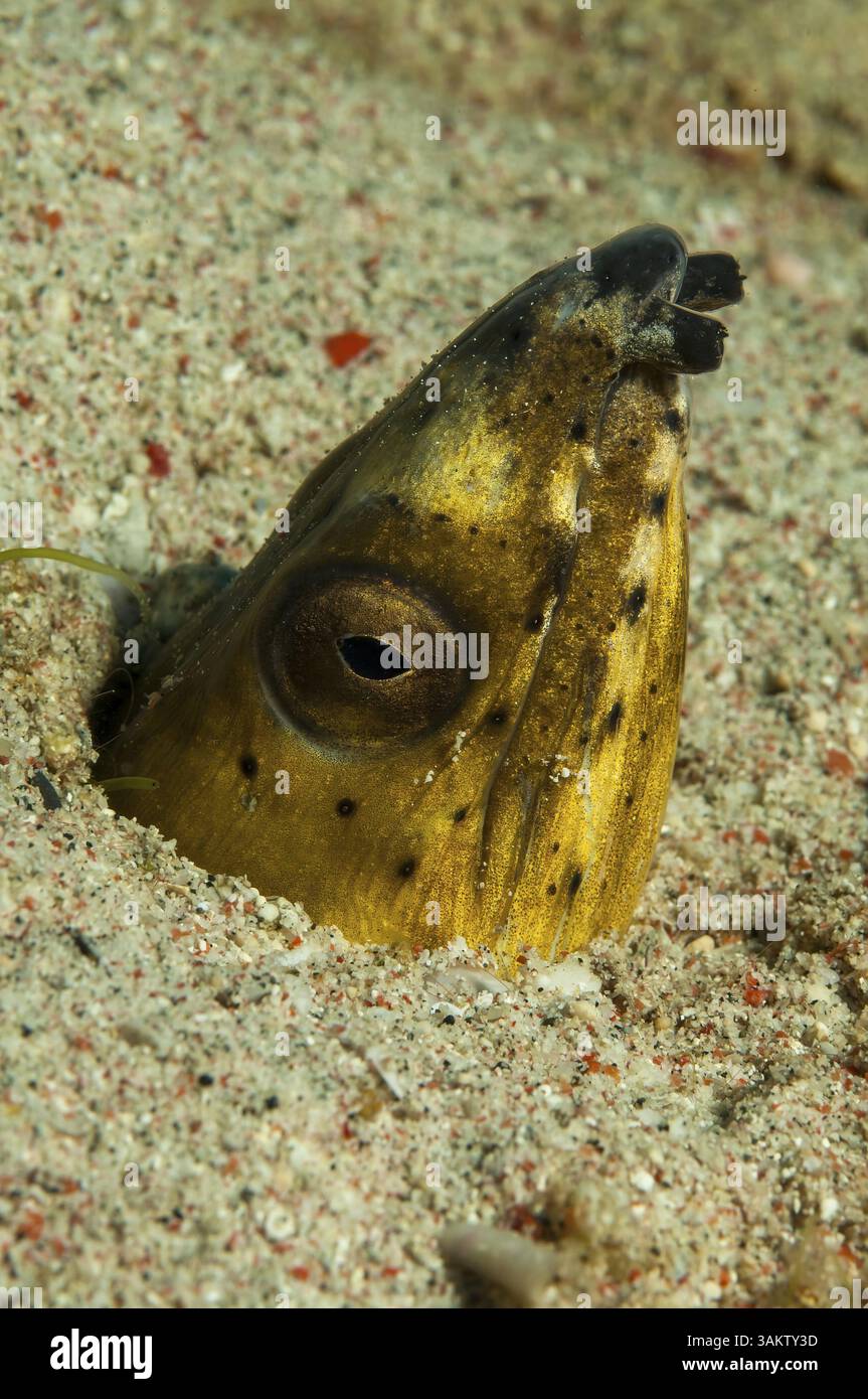 Underwater photo of head of Napoleon snake eel (Ophichthus bonaparti ...